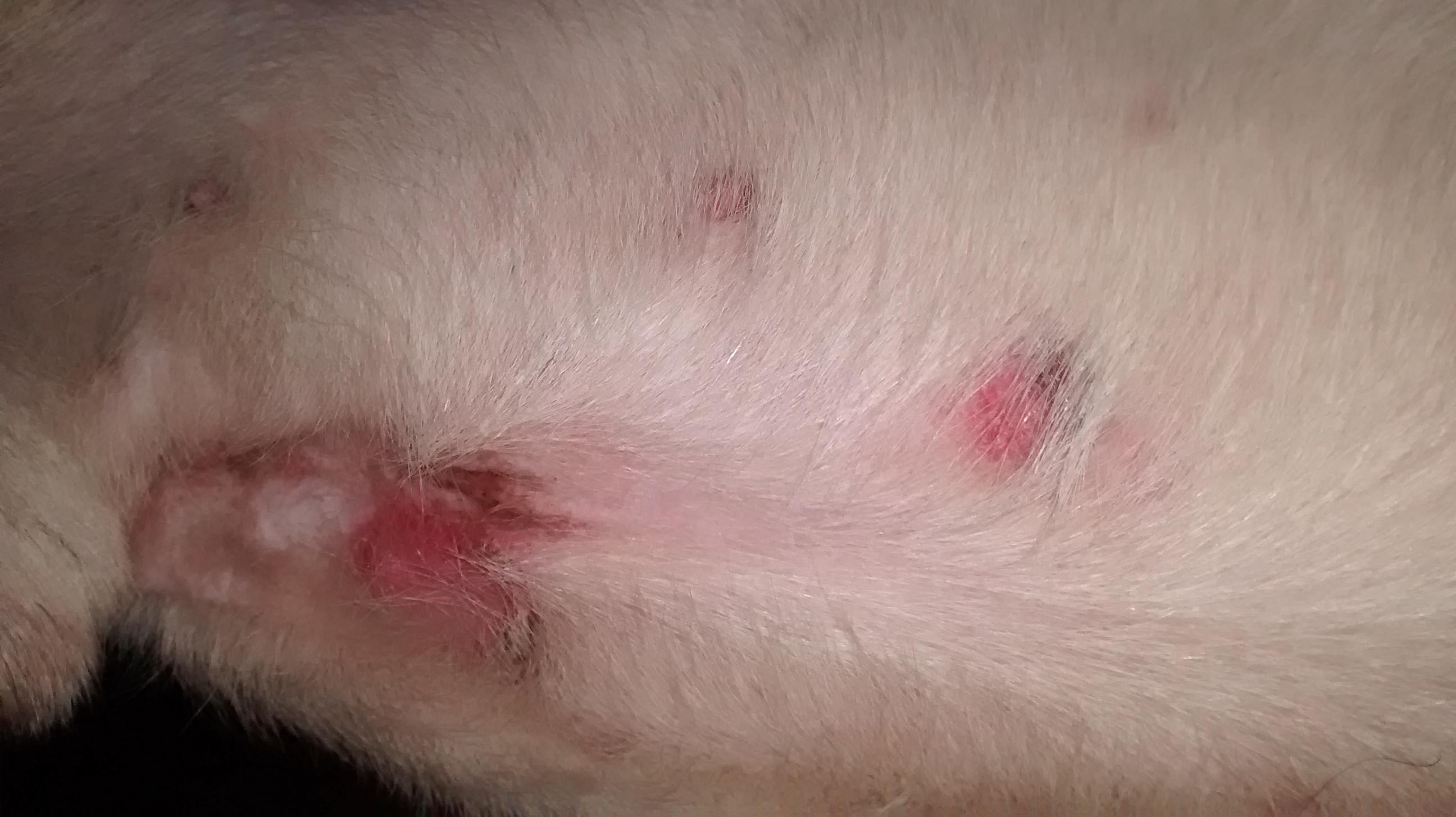 Dog scratching belly, red sores, licking, losing hair? Get help | Petco