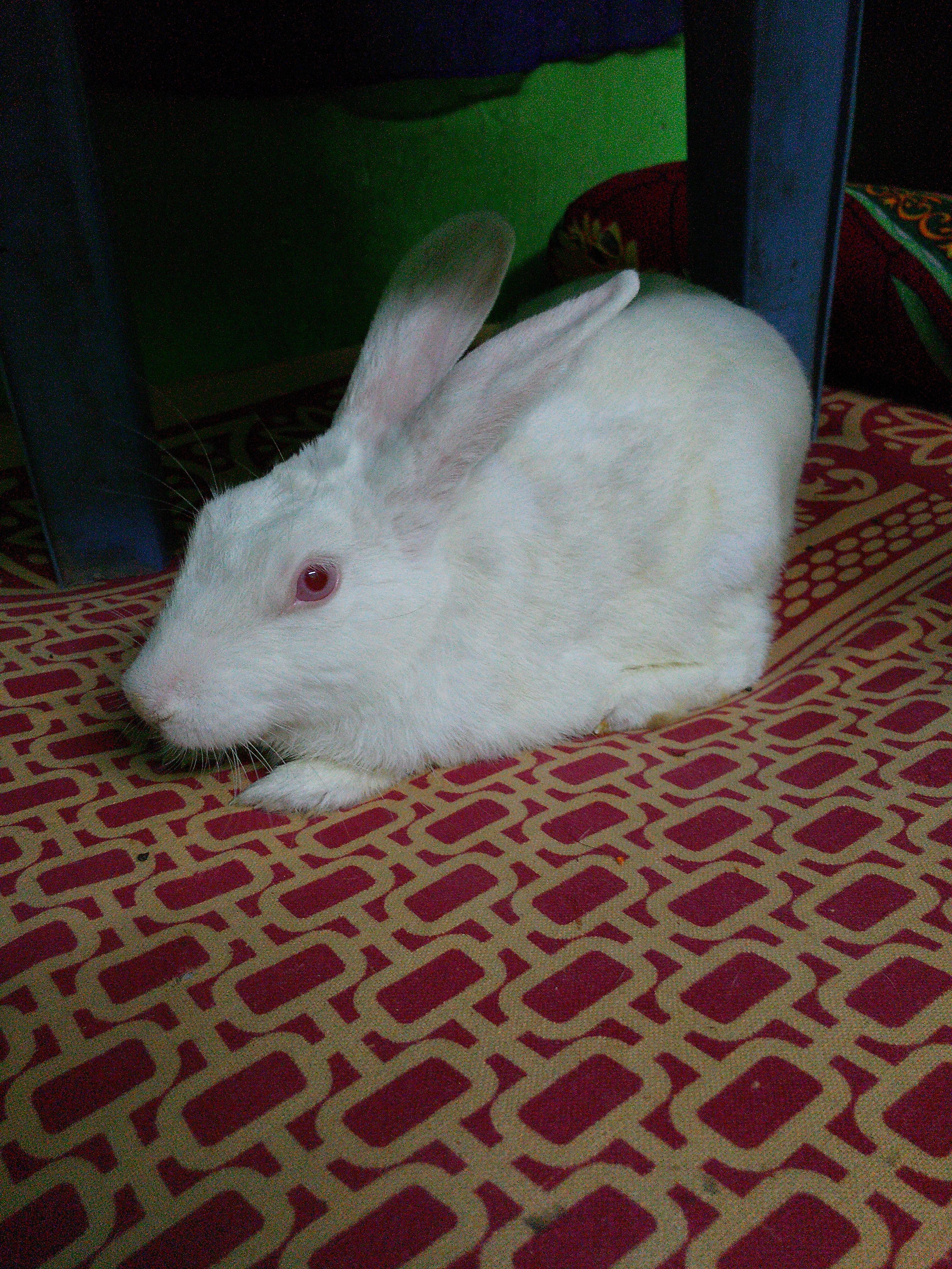 My Rabbit Isn't Eating, Pooping, Gassy? Is It Gastric Stasis? | Petco