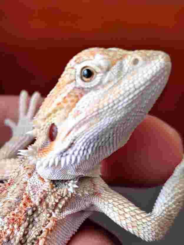 How to Make Your Scared Bearded Dragon Comfortable & Stop Biting | Petco