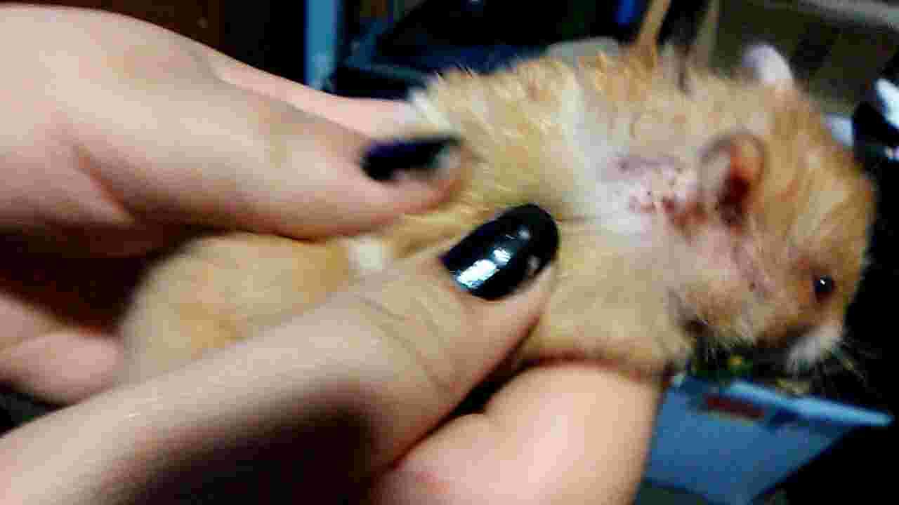 My Hamster Has Neck Scab, Red Eyes, & Scratches: What's Wrong? | Petco