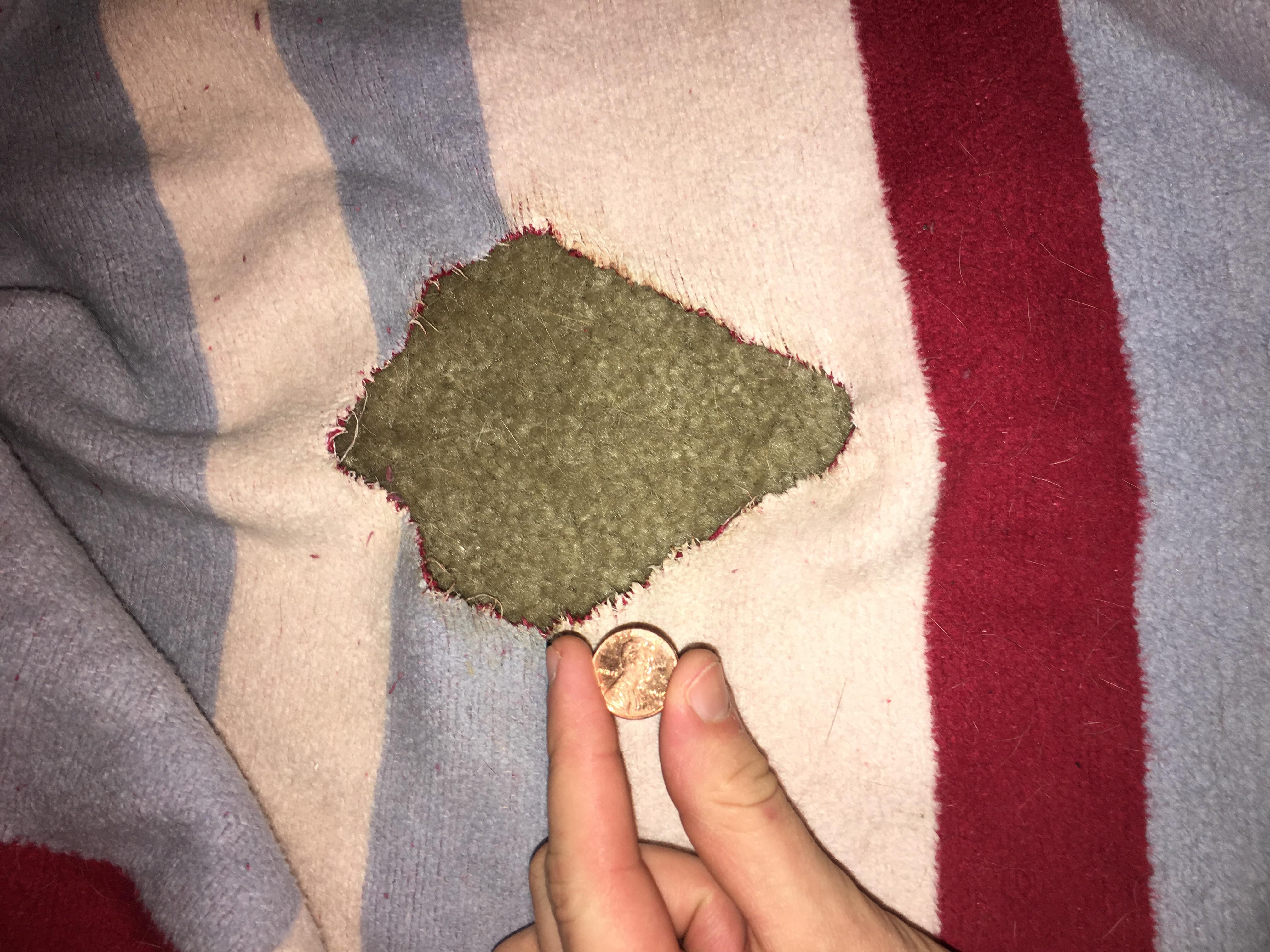 My Dog Ate a Blanket, Vomiting Bile, Lethargic: Vet? | Petco