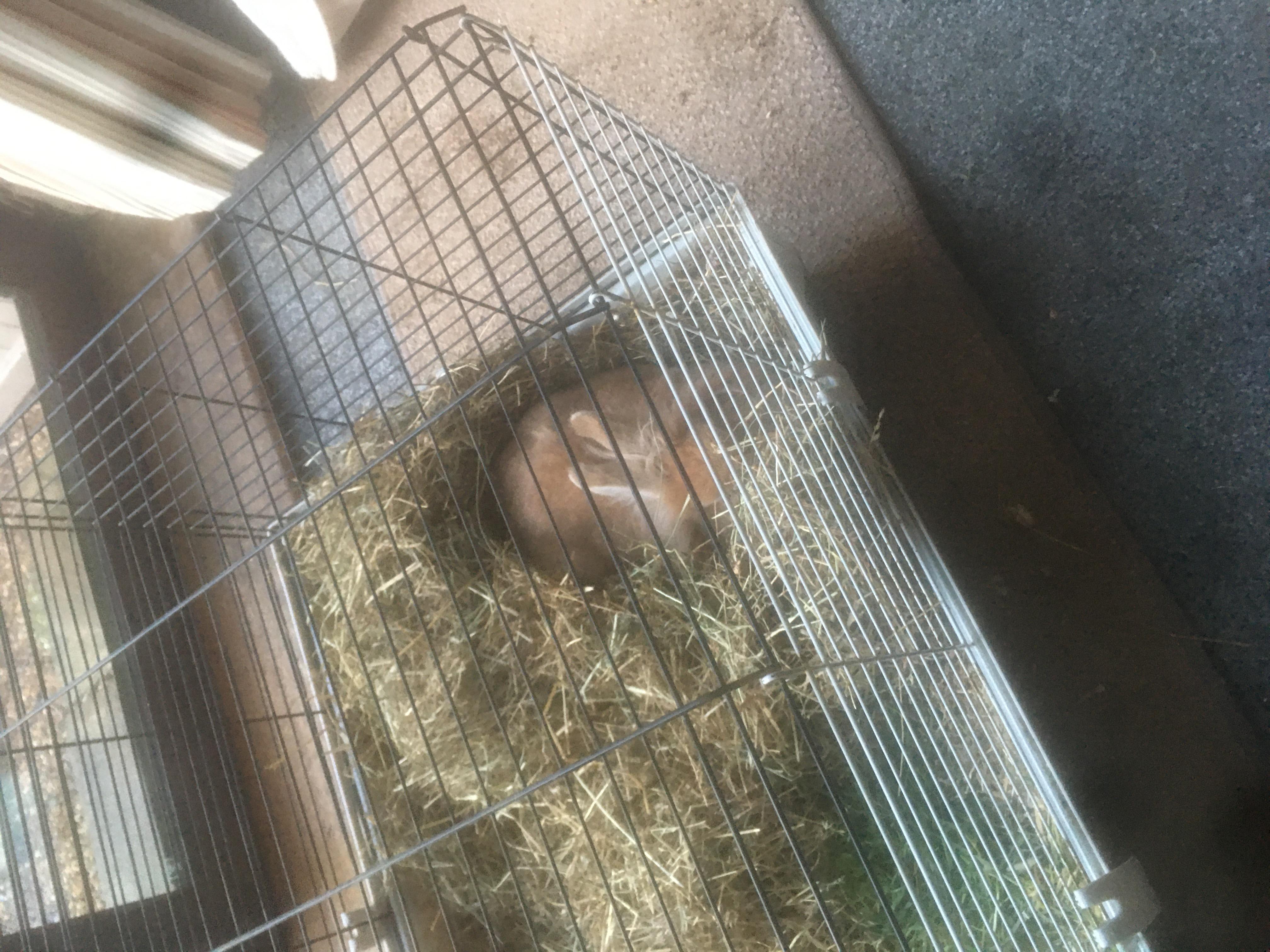 Rabbit Eating Less, Small Stools, Nesting: Is She Sick? | Petco