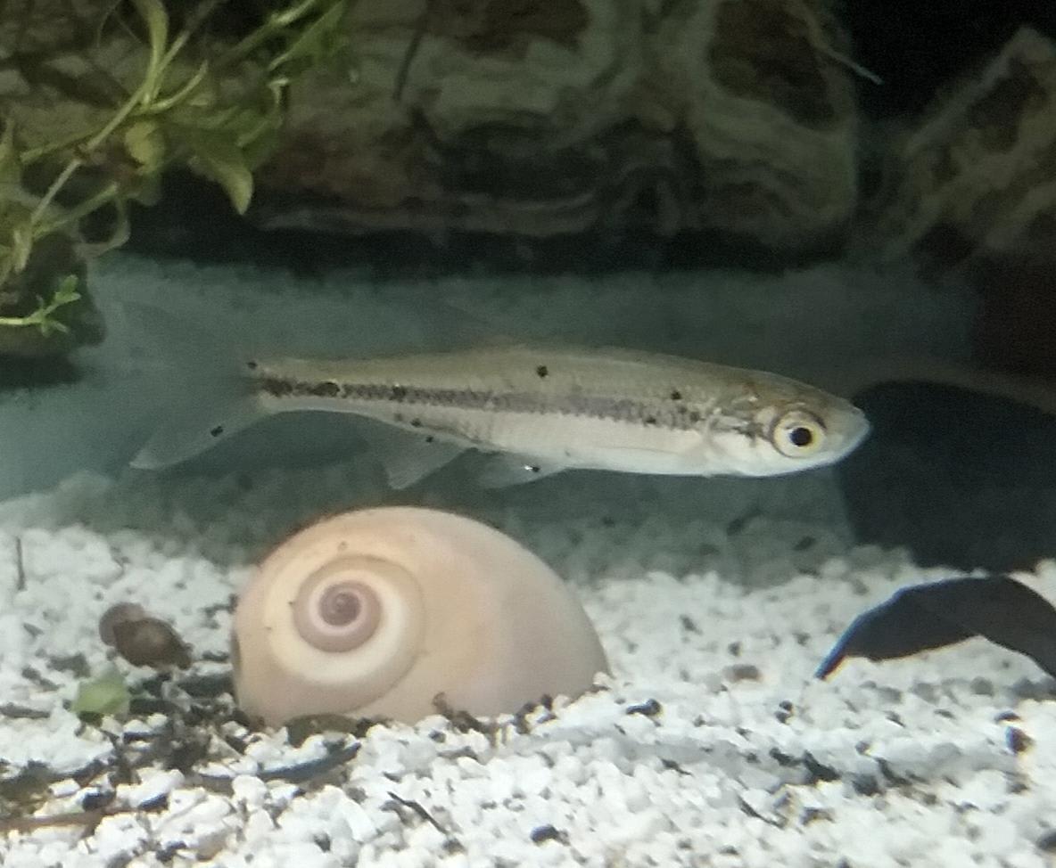 Safely Use Salt Baths for Minnow Black Spots & Parasites | Petco