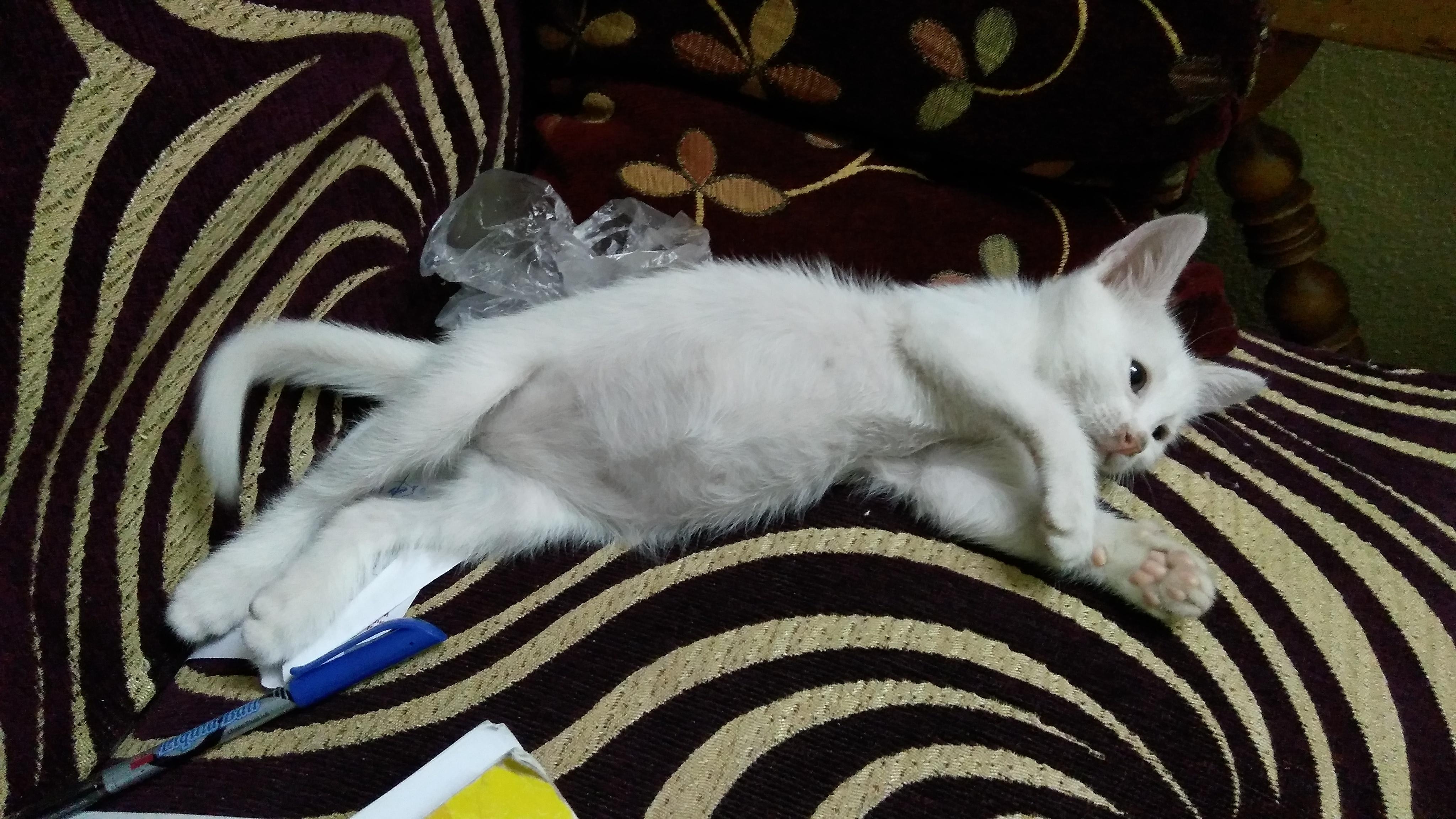 Why is my kitten's belly big and paws pale? Could it be worms? | Petco