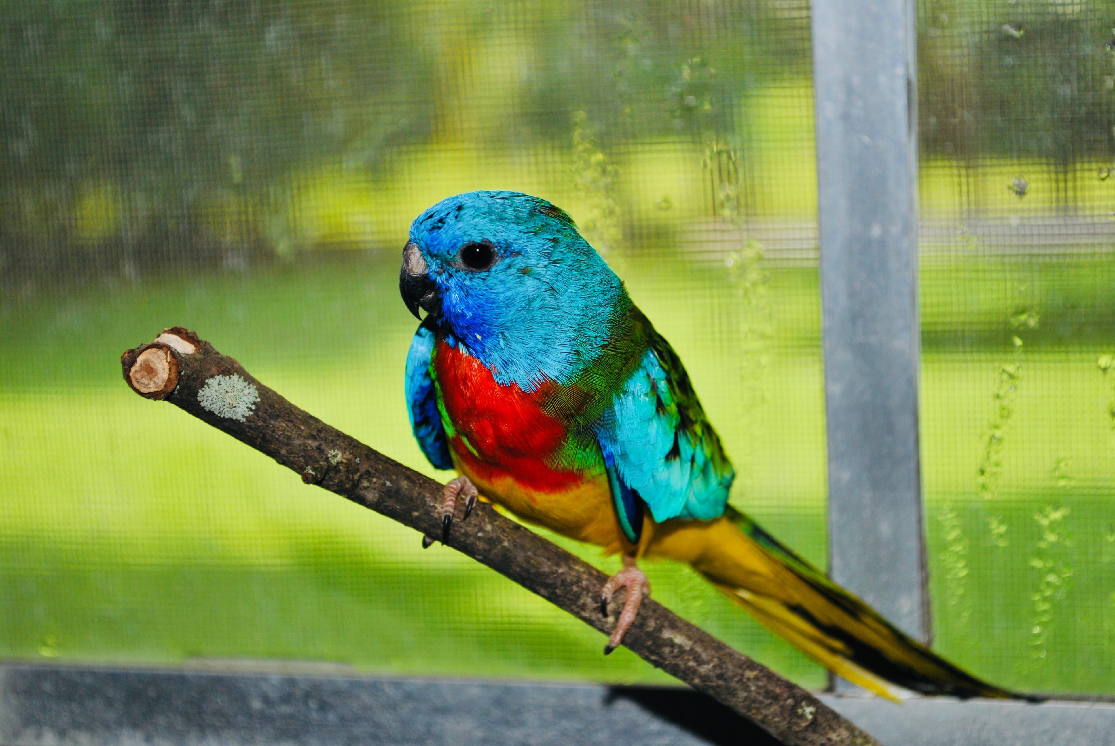 Is my bird's diet appropriate to prevent kidney issues and gout? | Petco