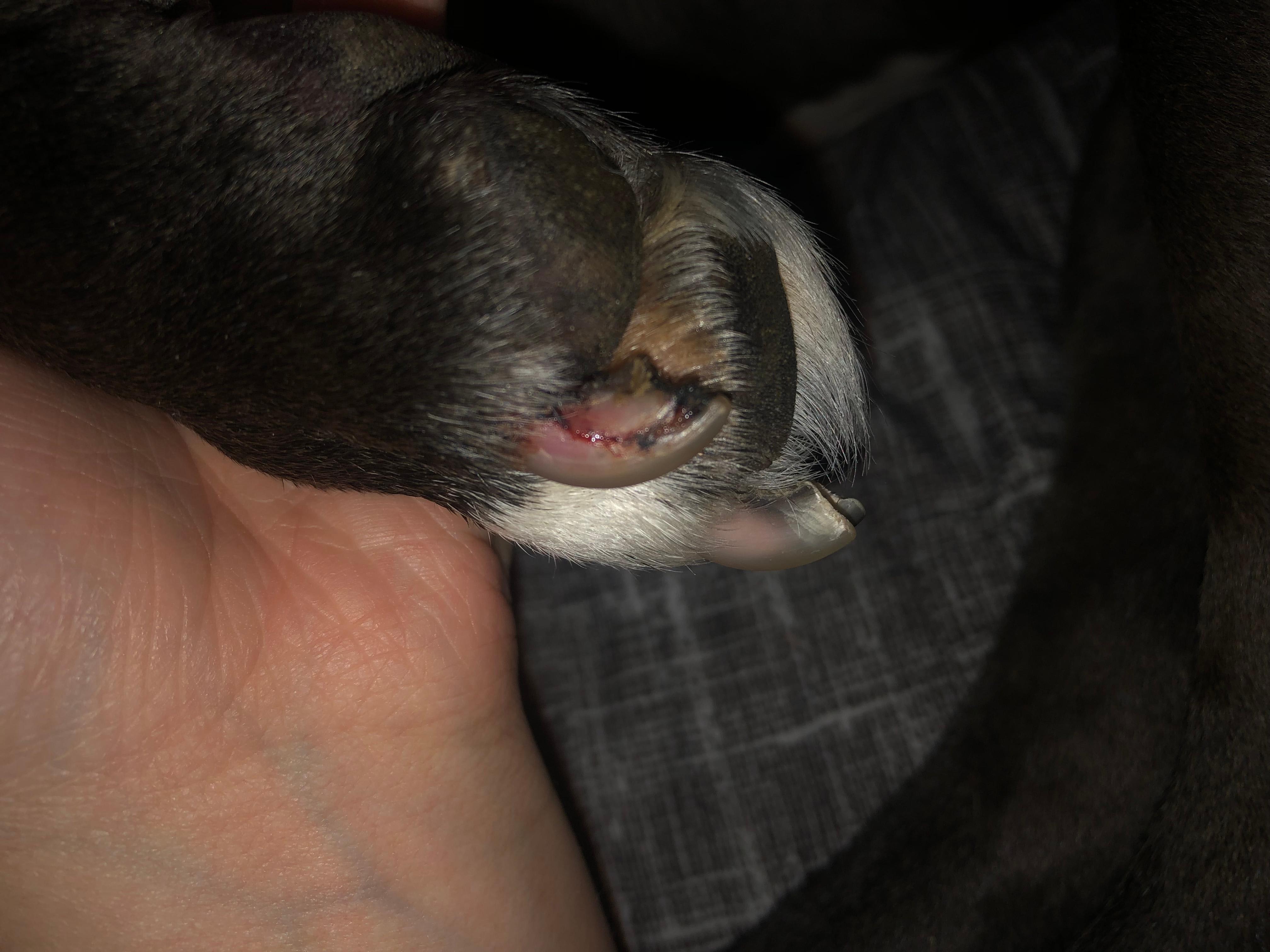 My Dog's Cracked Nail: Limping & Won't Let Me Touch It? Help! | Petco