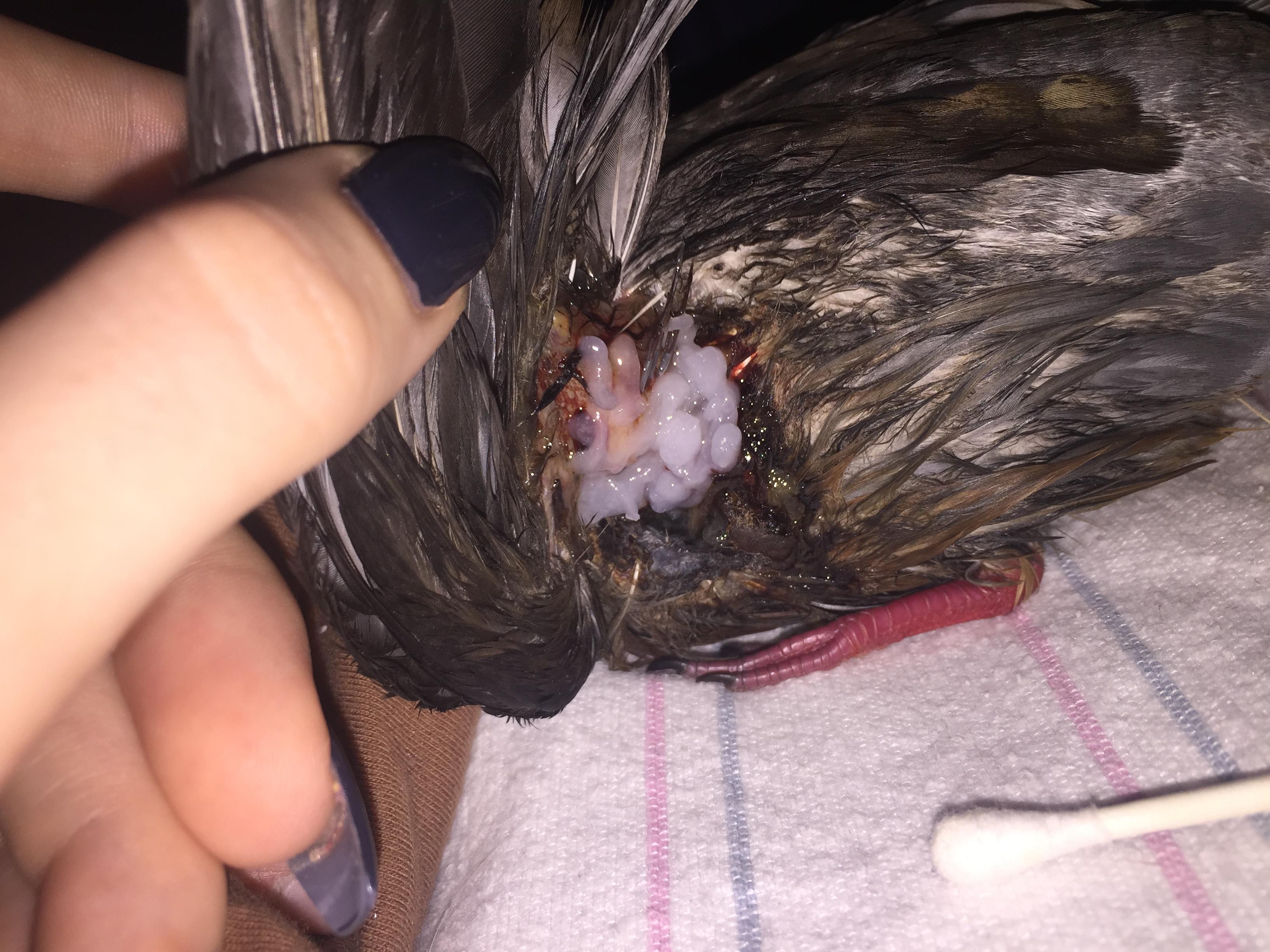 Rescued Wild Bird, Broken Wing? Find Cheap Vet Care Near You | Petco