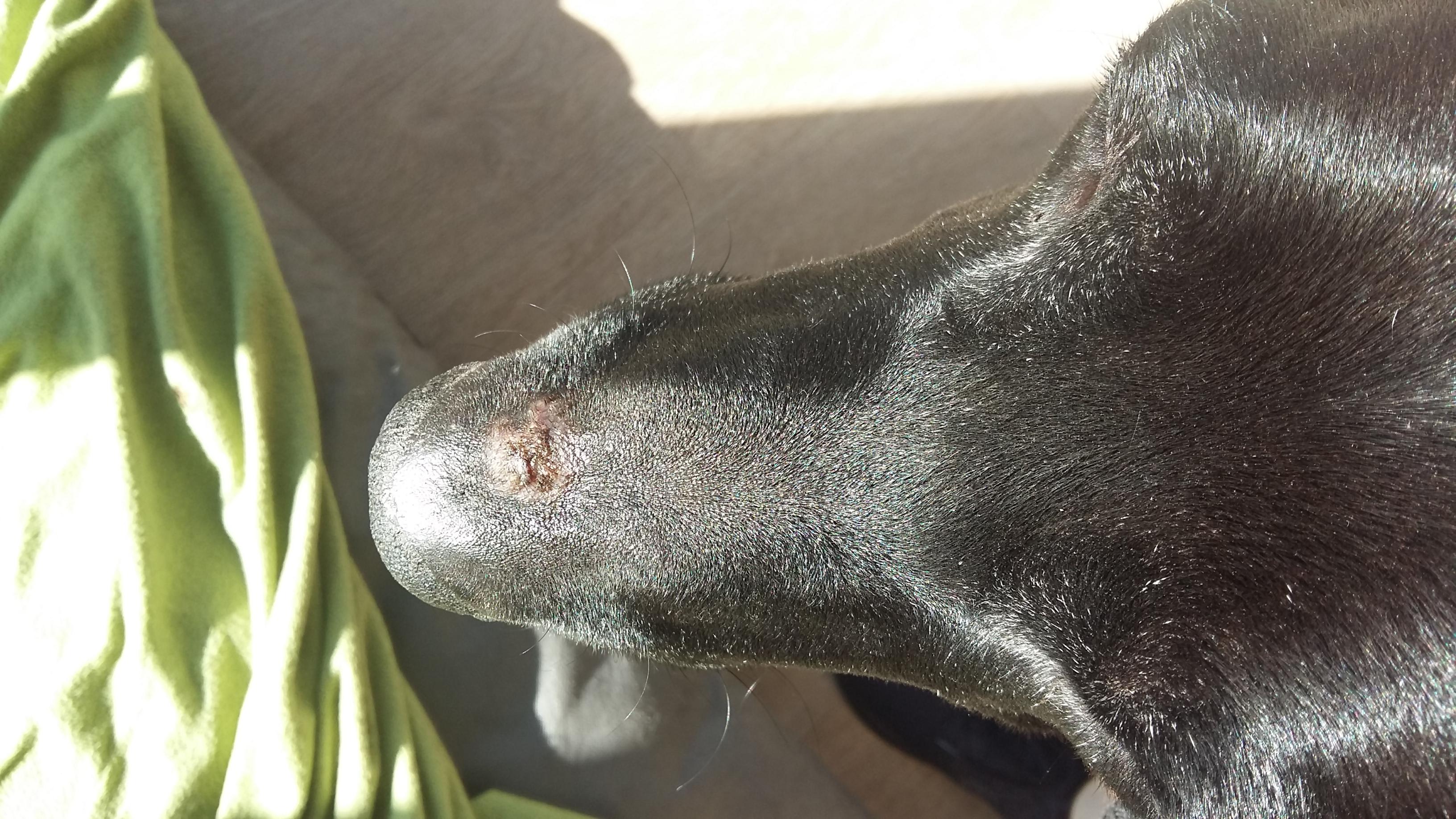 Rapidly Growing Dog Skin Lesion: Is It Ringworm or Something Else? | Petco