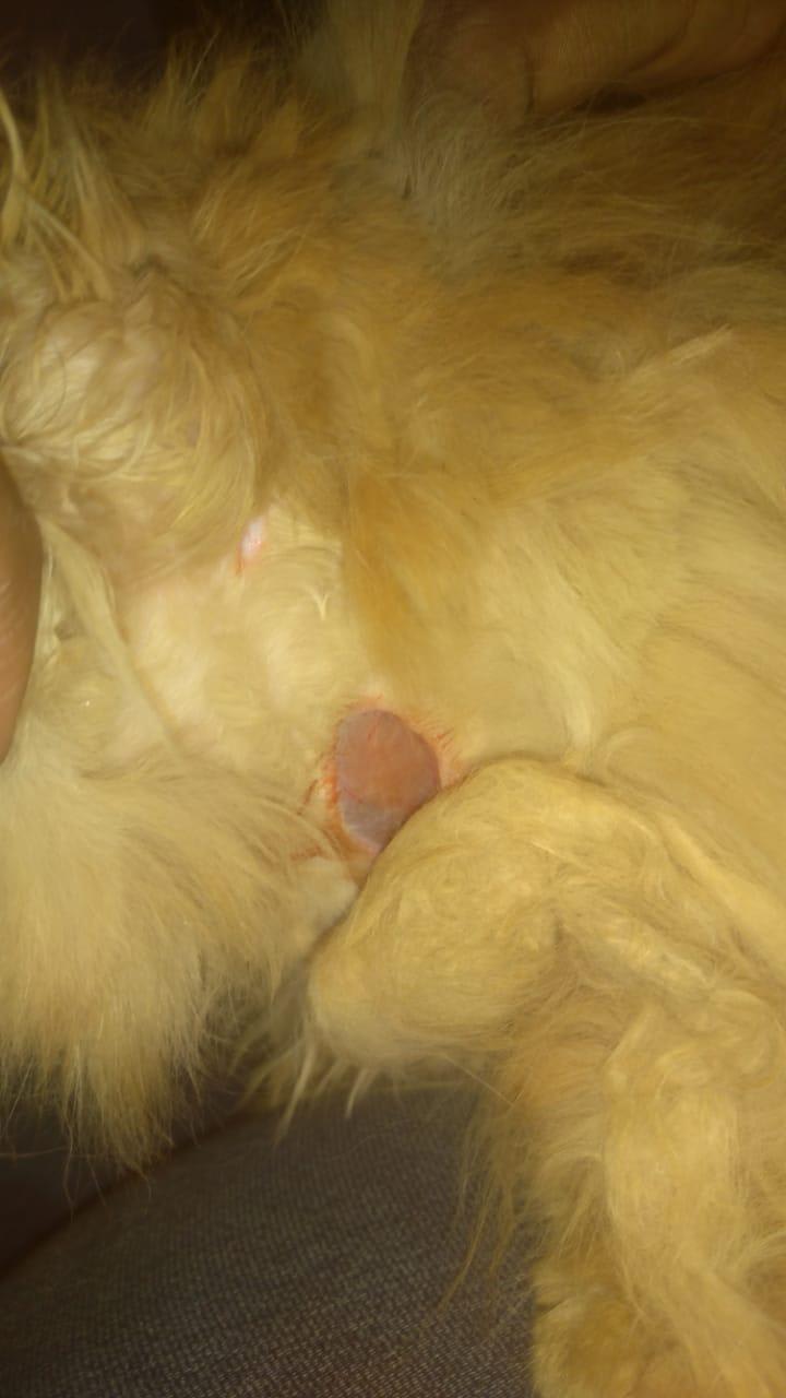 My Pet Has a Neck Cut from Matted Hair Removal. What to Do? | Petco