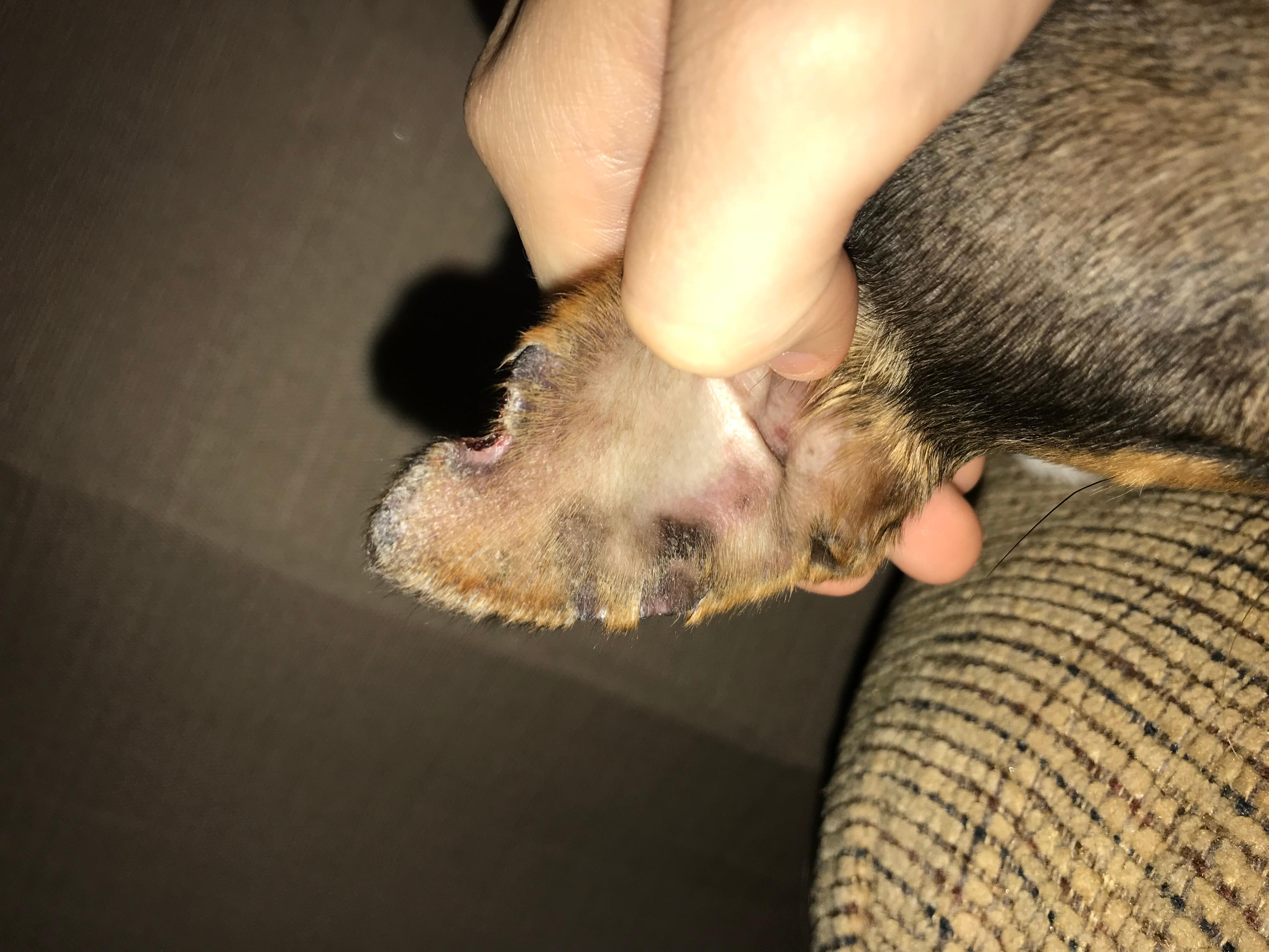 Why Do My Dog's Ears Get Brown Scabs & Dips in Summer? | Petco