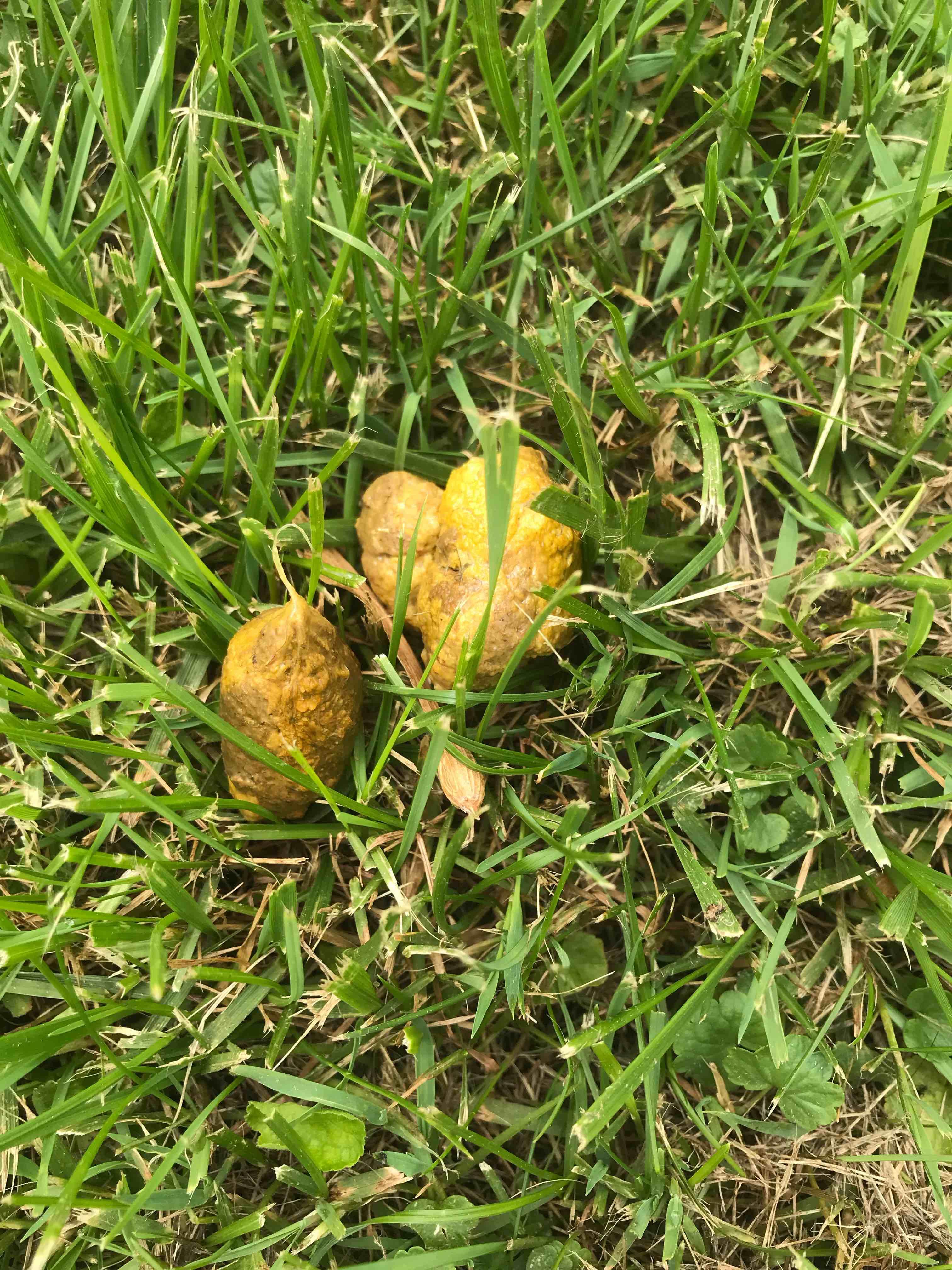Why is my dog's yellow, dry poop scrambled egg-like from new food? | Petco