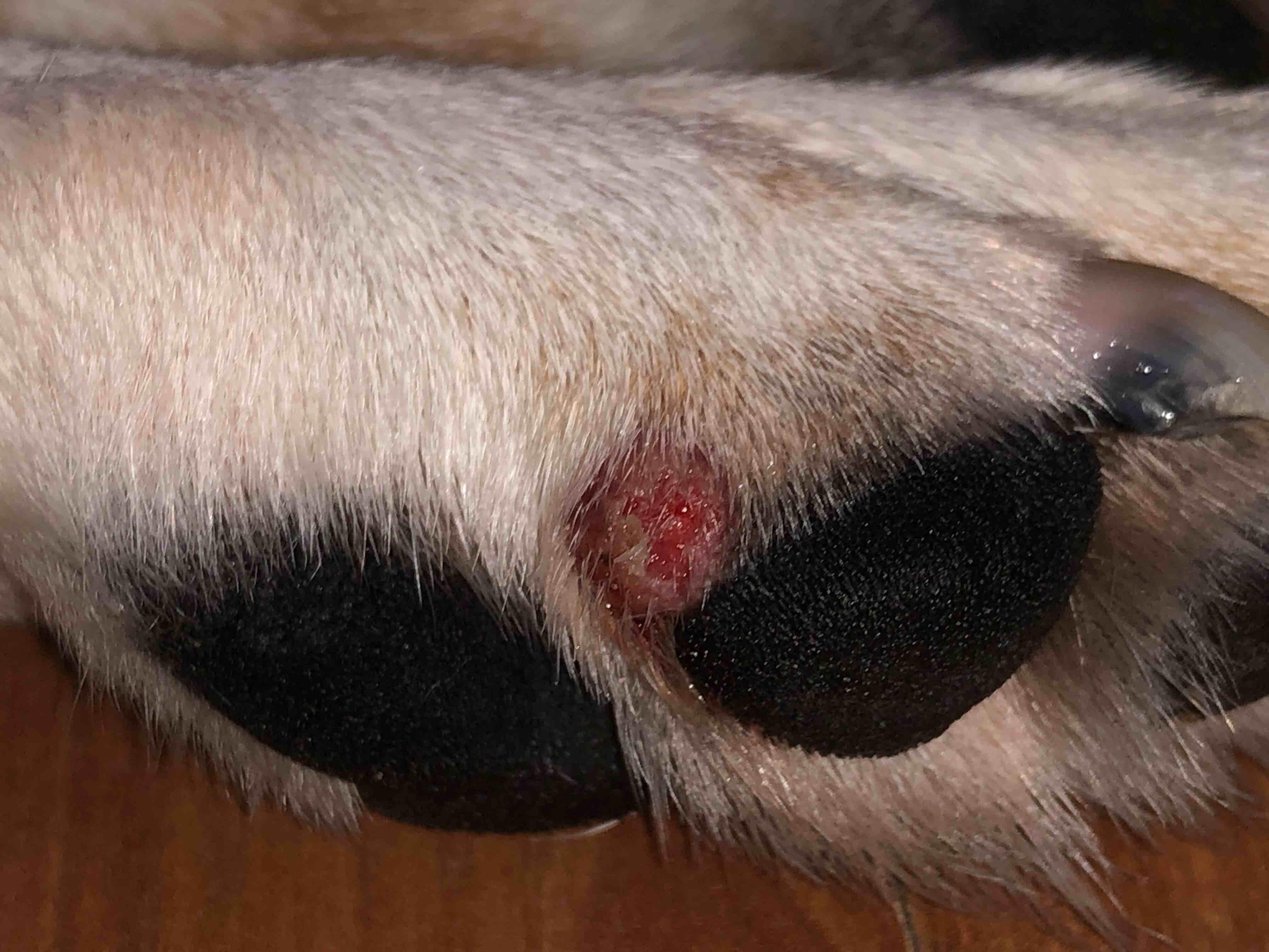 My Dog's Paw Has a Bleeding Bubble? At-Home Care Without a Vet | Petco