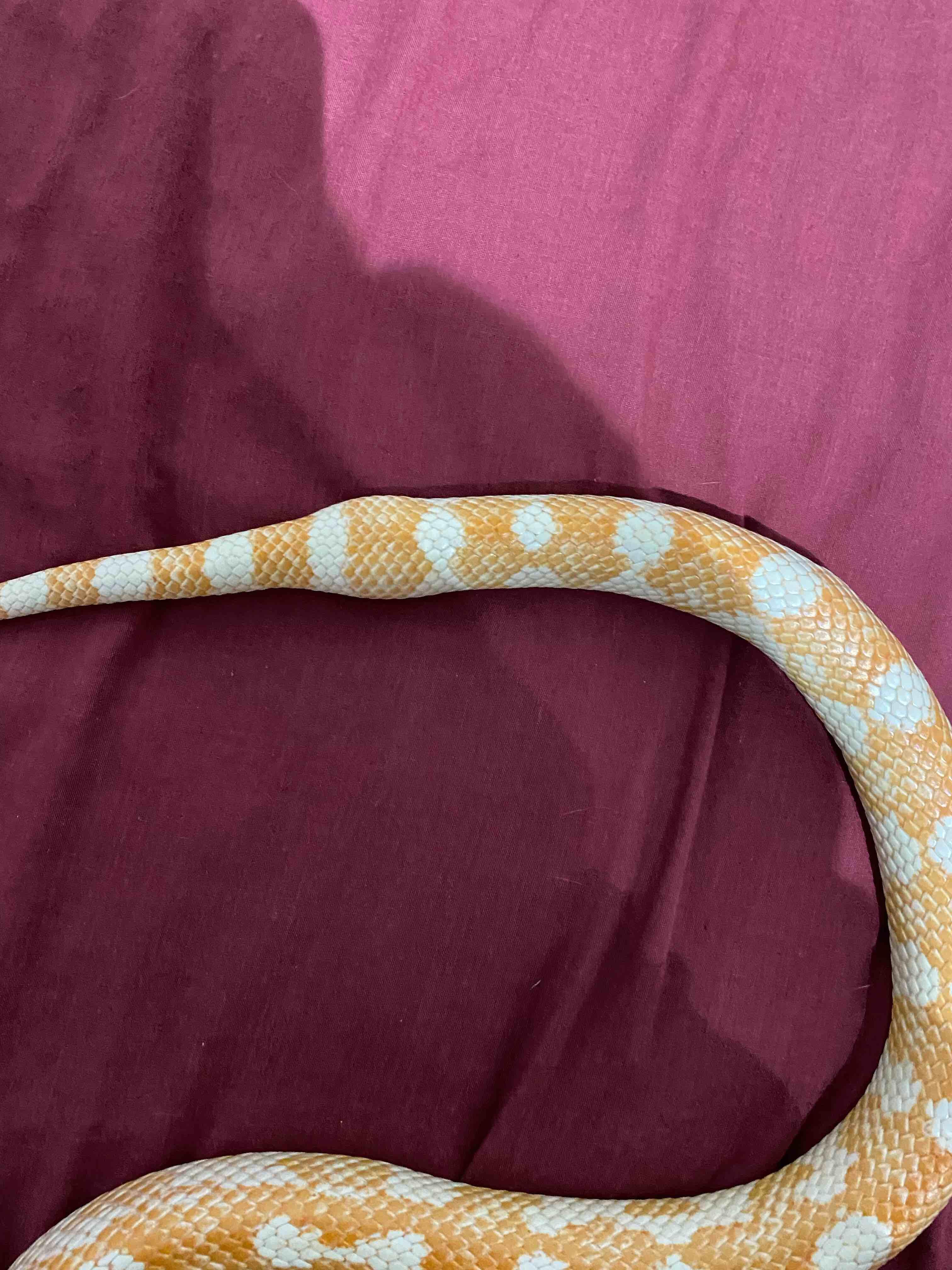 Why is my female corn snake swollen for a month, what's wrong? | Petco