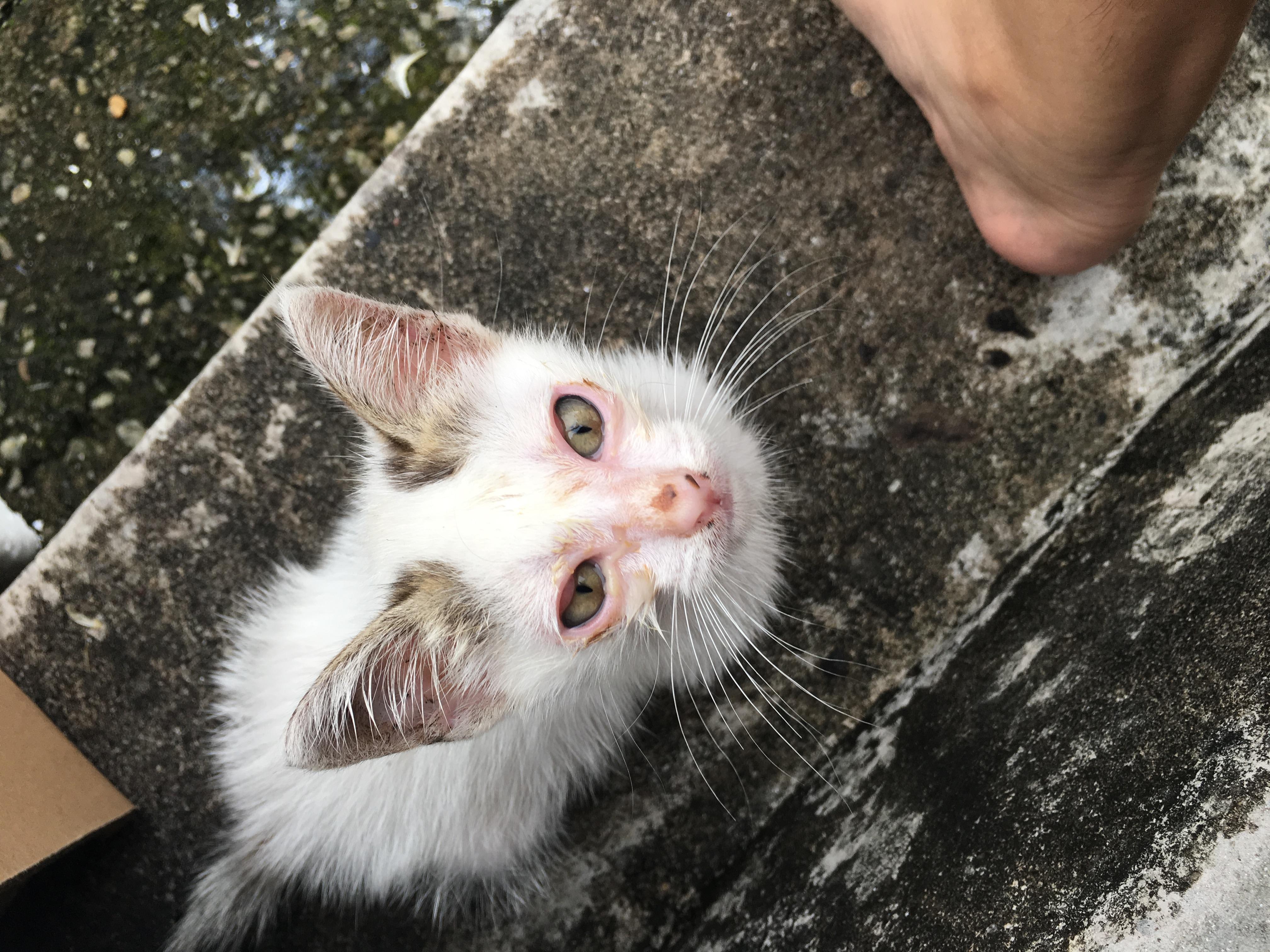 Kitten's Red, Swollen Eyes? Could It Be Conjunctivitis? | Petco