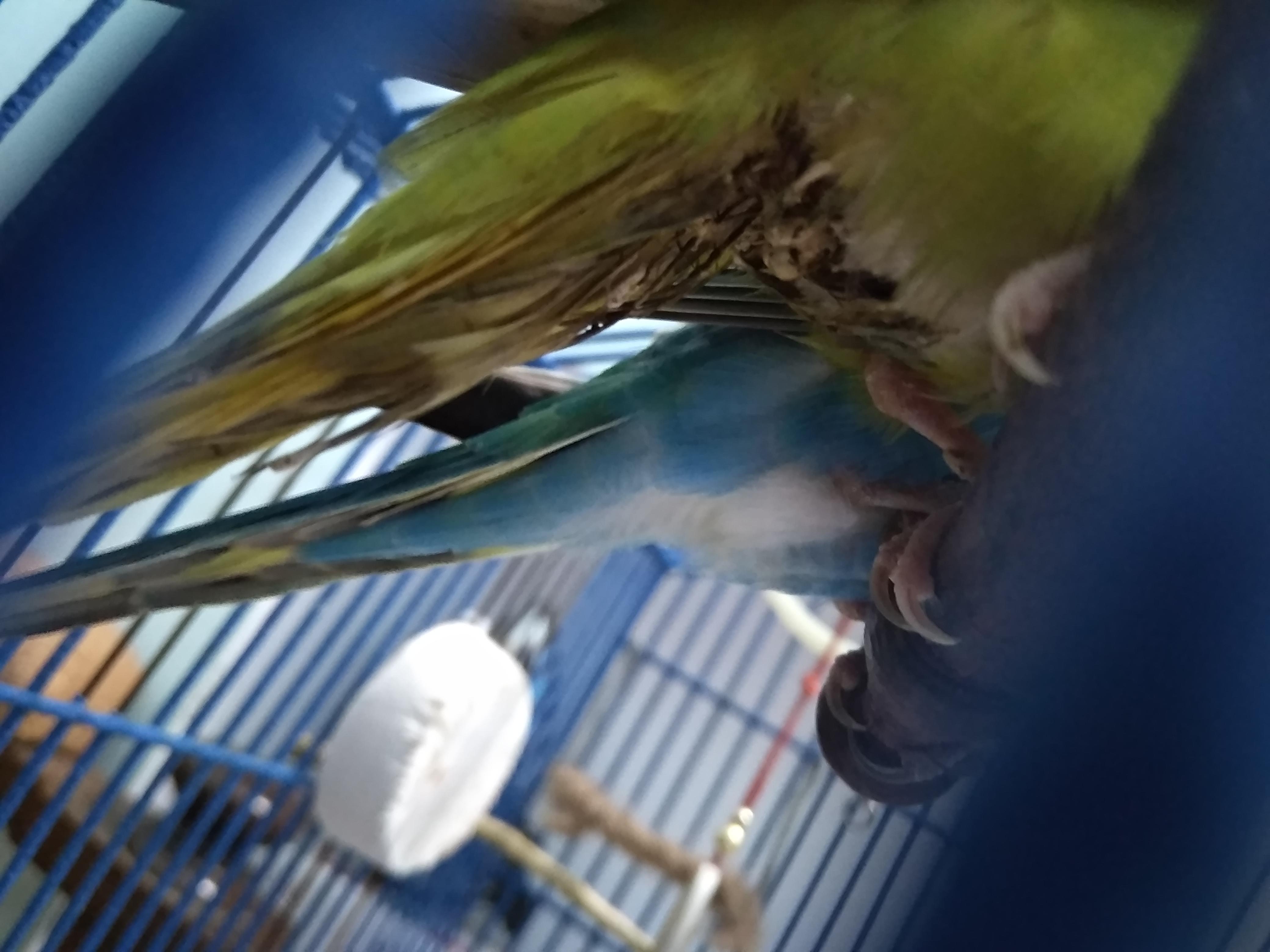 Why is my budgie's poop stuck to vent, watery, and fluffed? | Petco