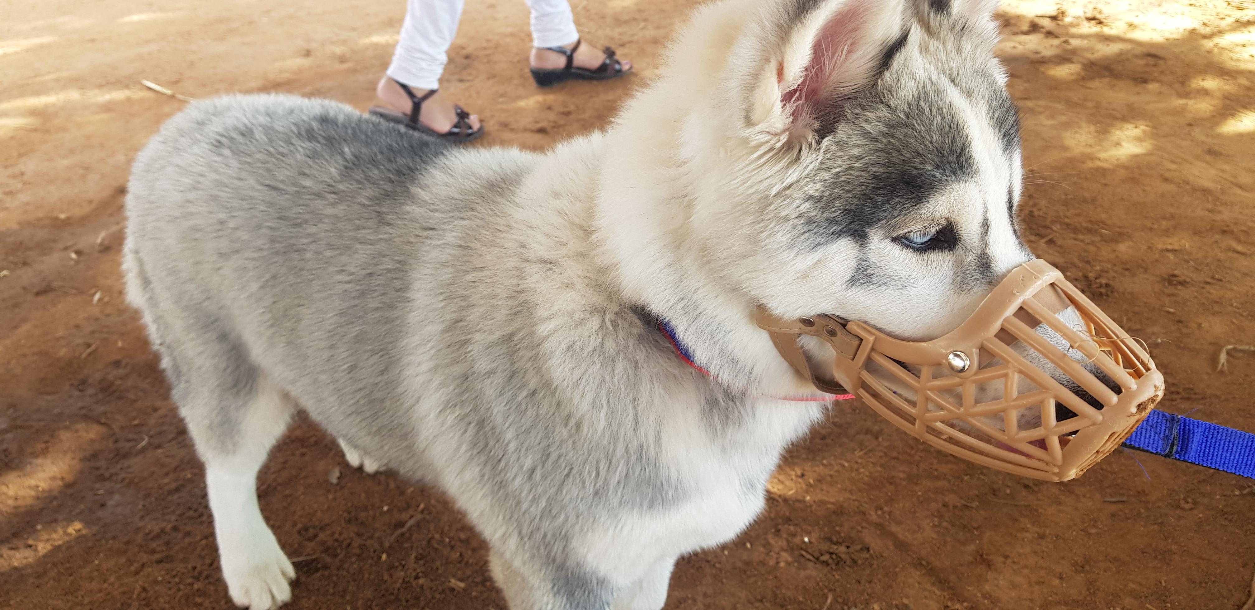 How to Make Your 4-Month-Old Husky Puppy's Coat Smooth | Petco