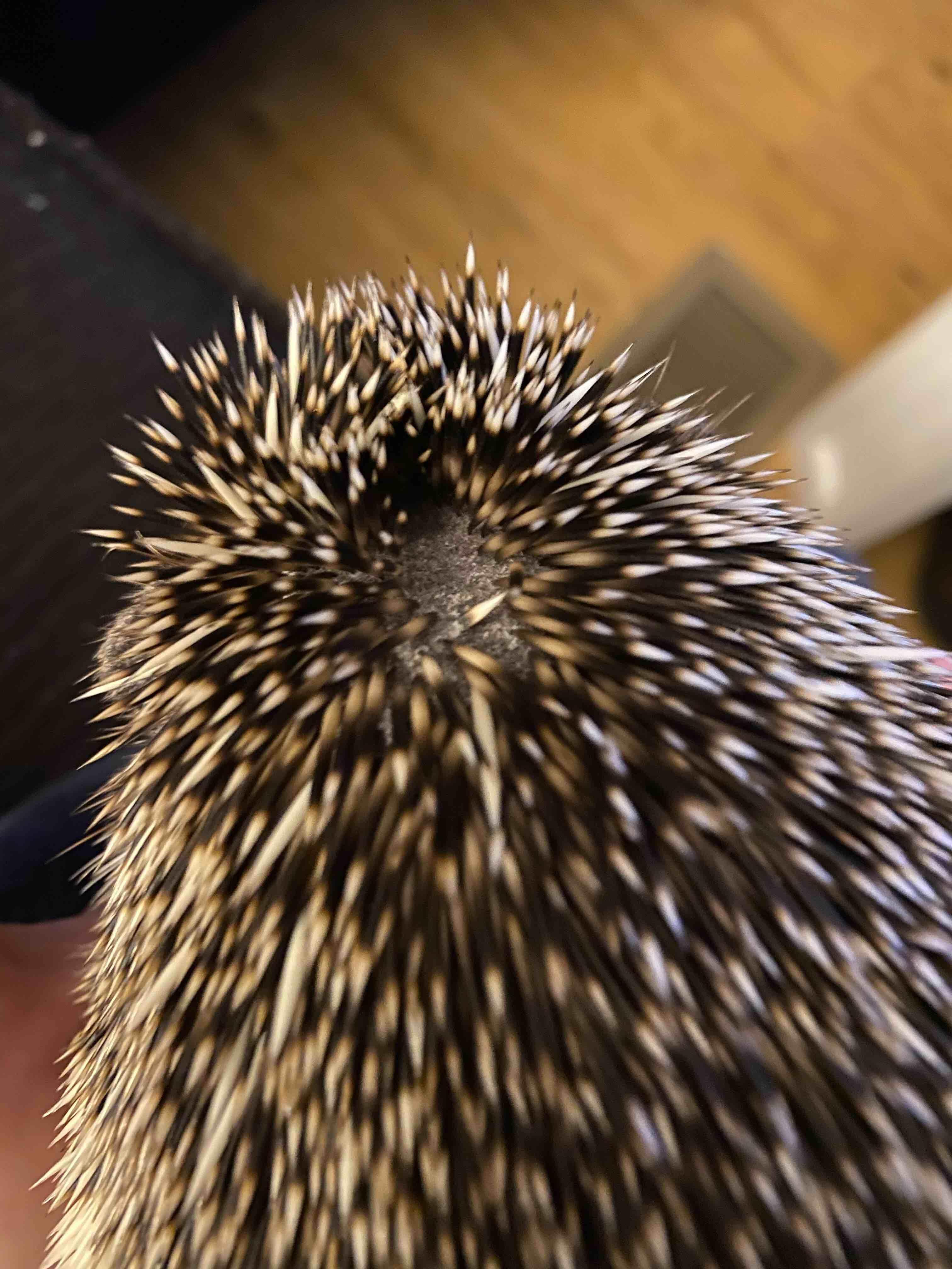 Is a new quill growing on my hedgehog's back normal or a concern? | Petco