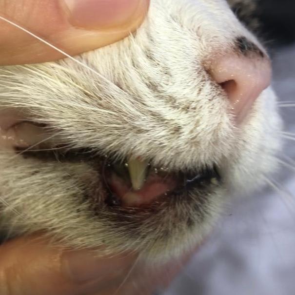Why Is Your Cat's Lip Drooping, Red, or Bleeding? Tooth Problems? | Petco