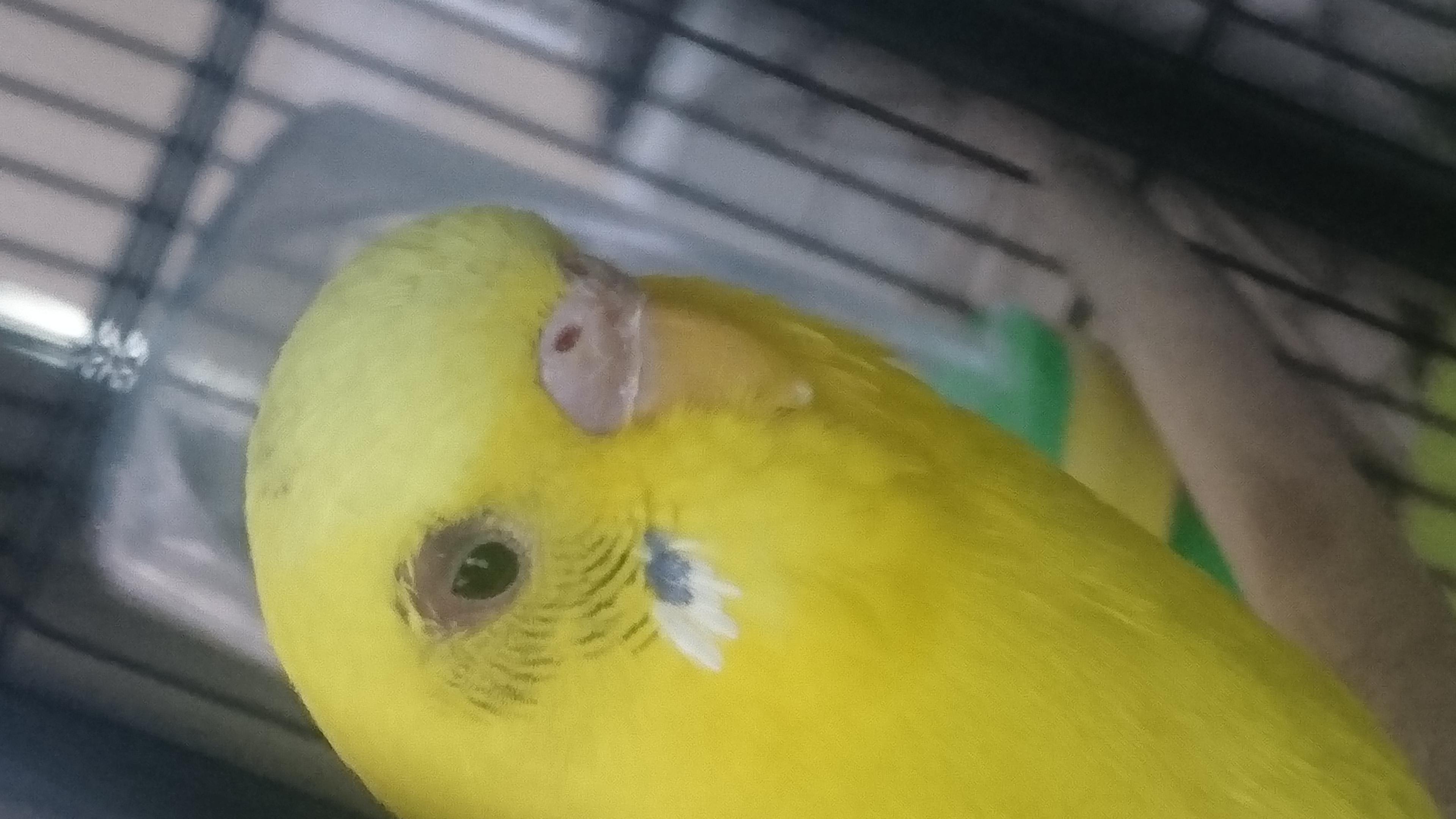 Is Your Parakeet's Eye Red from Molting? Infection & Diet Guide | Petco