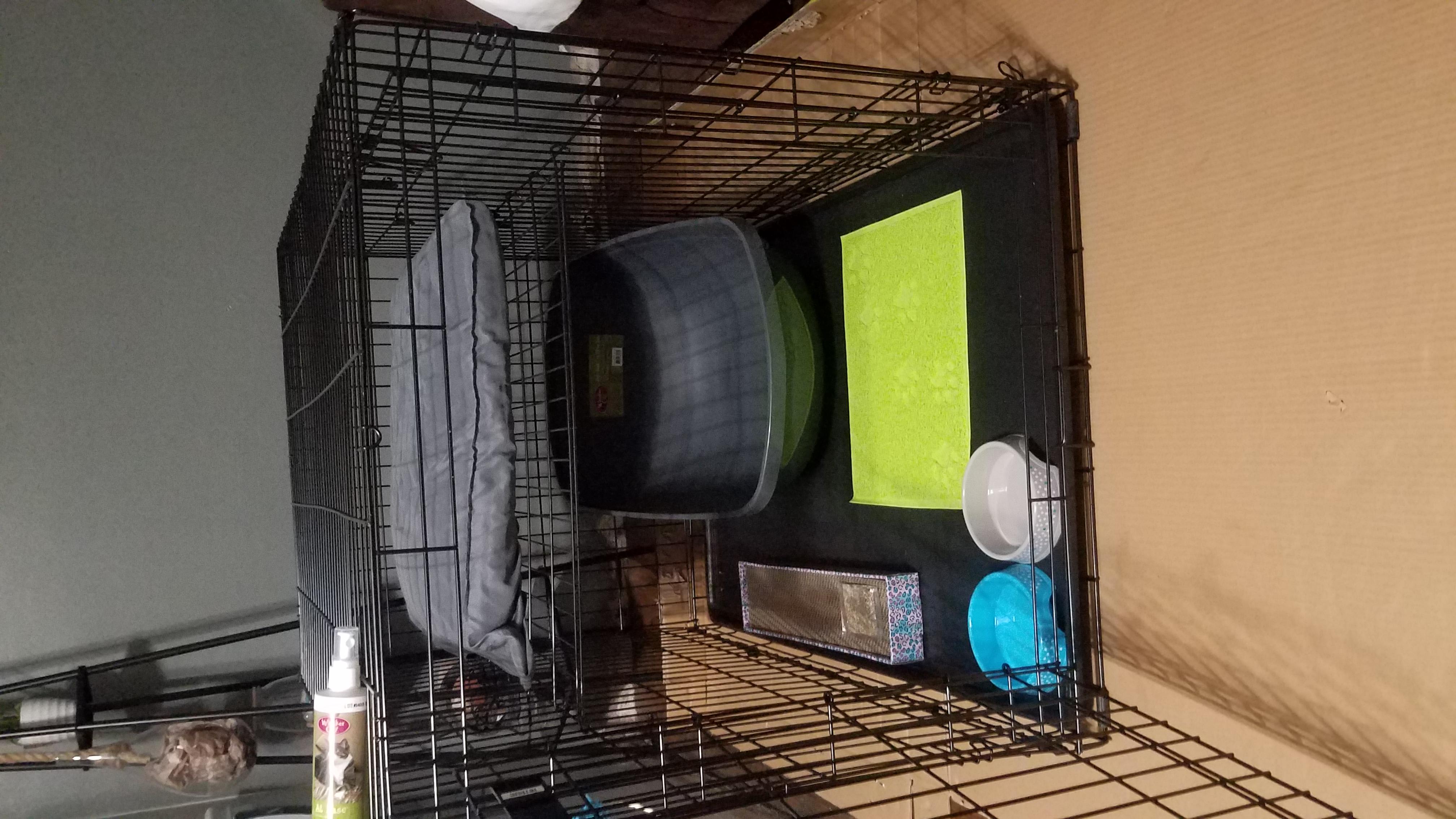 Is my 42" crate big enough for my 14-year-old cat after moving? | Petco