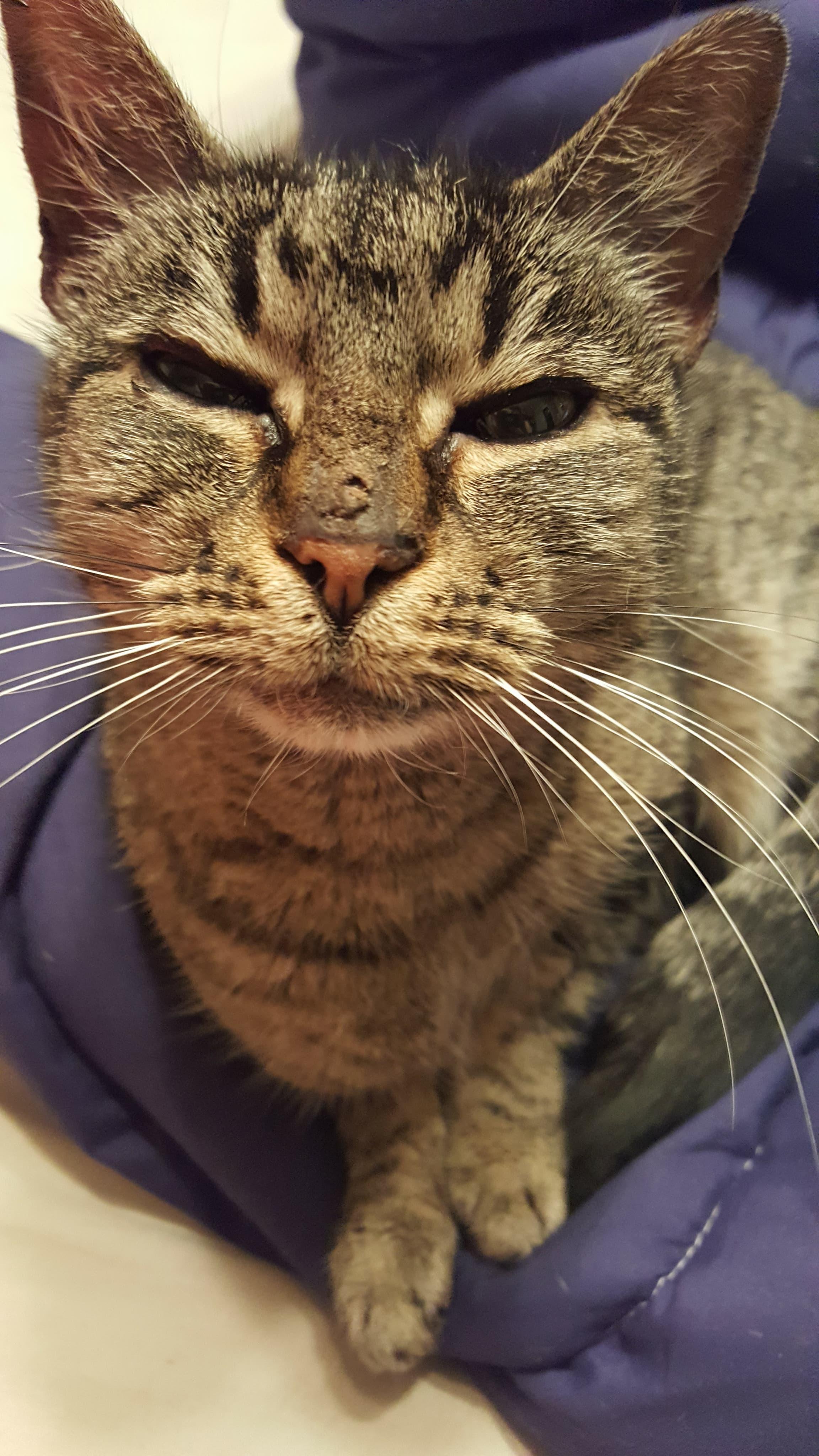 Cat nose scabs, ear crusts, hair loss. Should I see a vet? | Petco