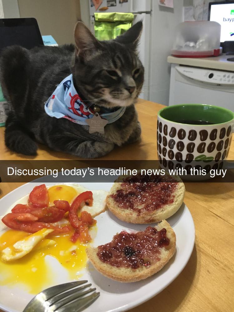 My intact male cat is calm, not spraying. Should I neuter him? | Petco