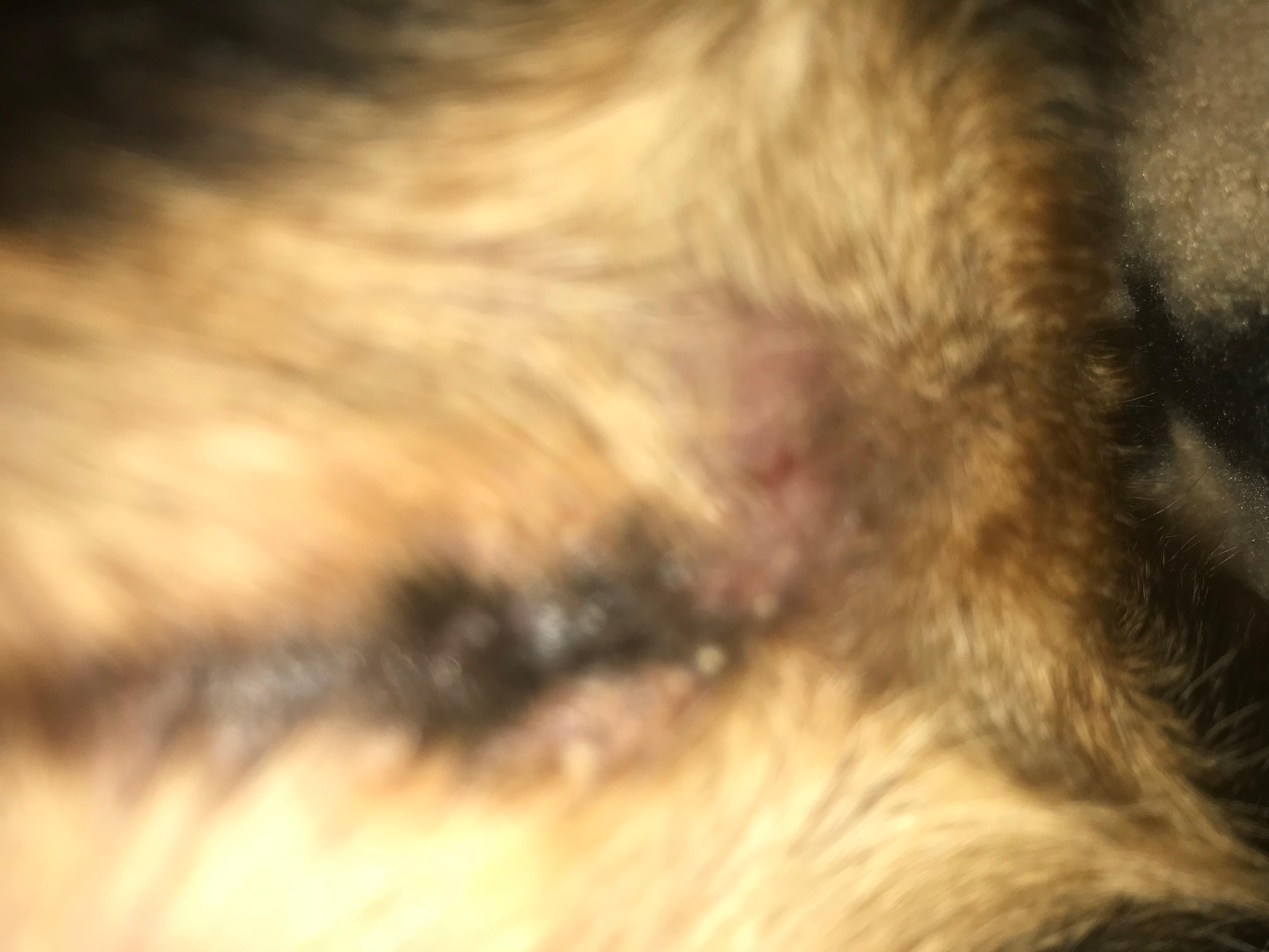 My Dog Has Black Bugs Near Healing Abscess? What Are They? | Petco