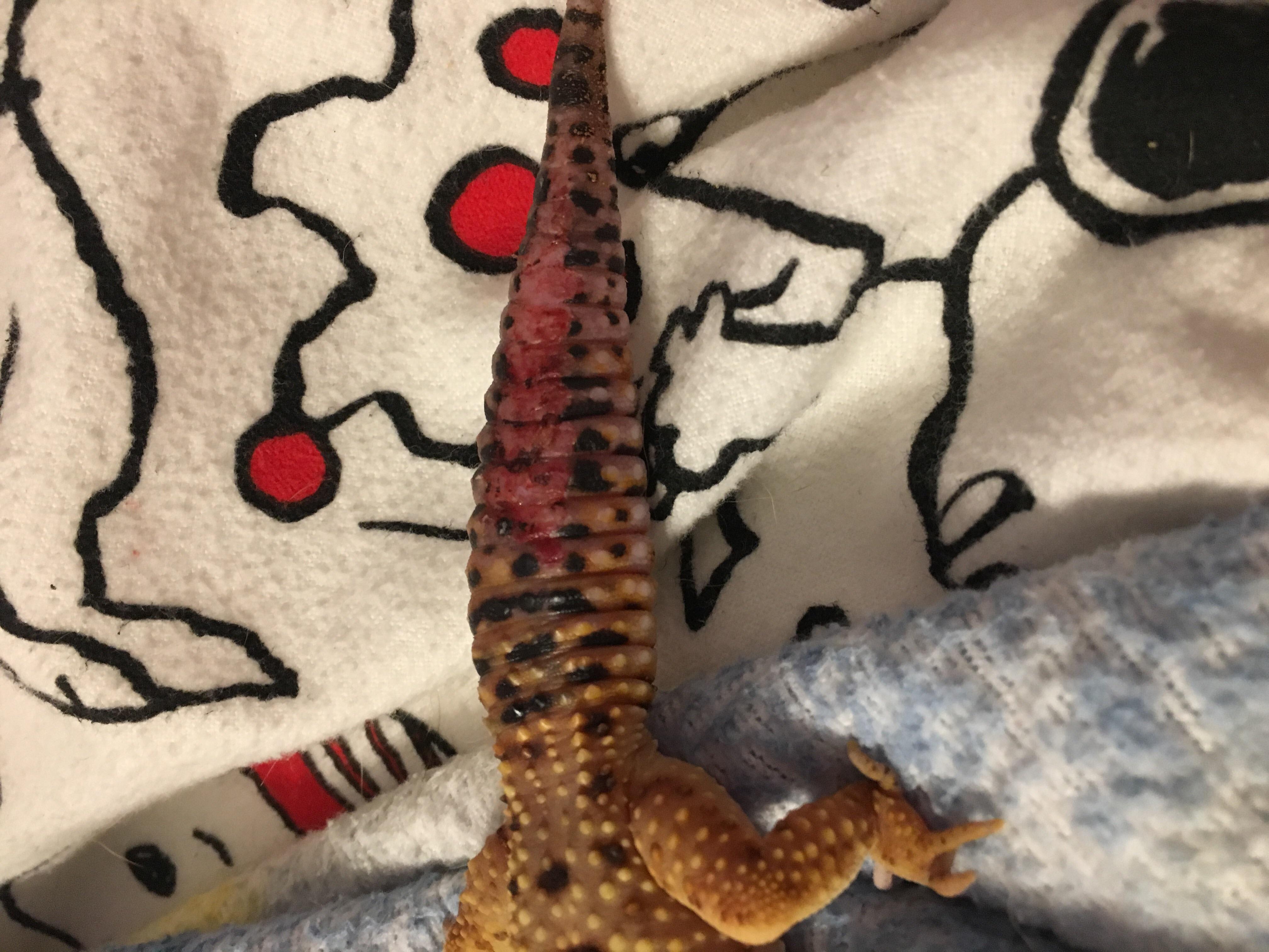 Why is leopard gecko's tail bleeding and cracking after shedding? | Petco