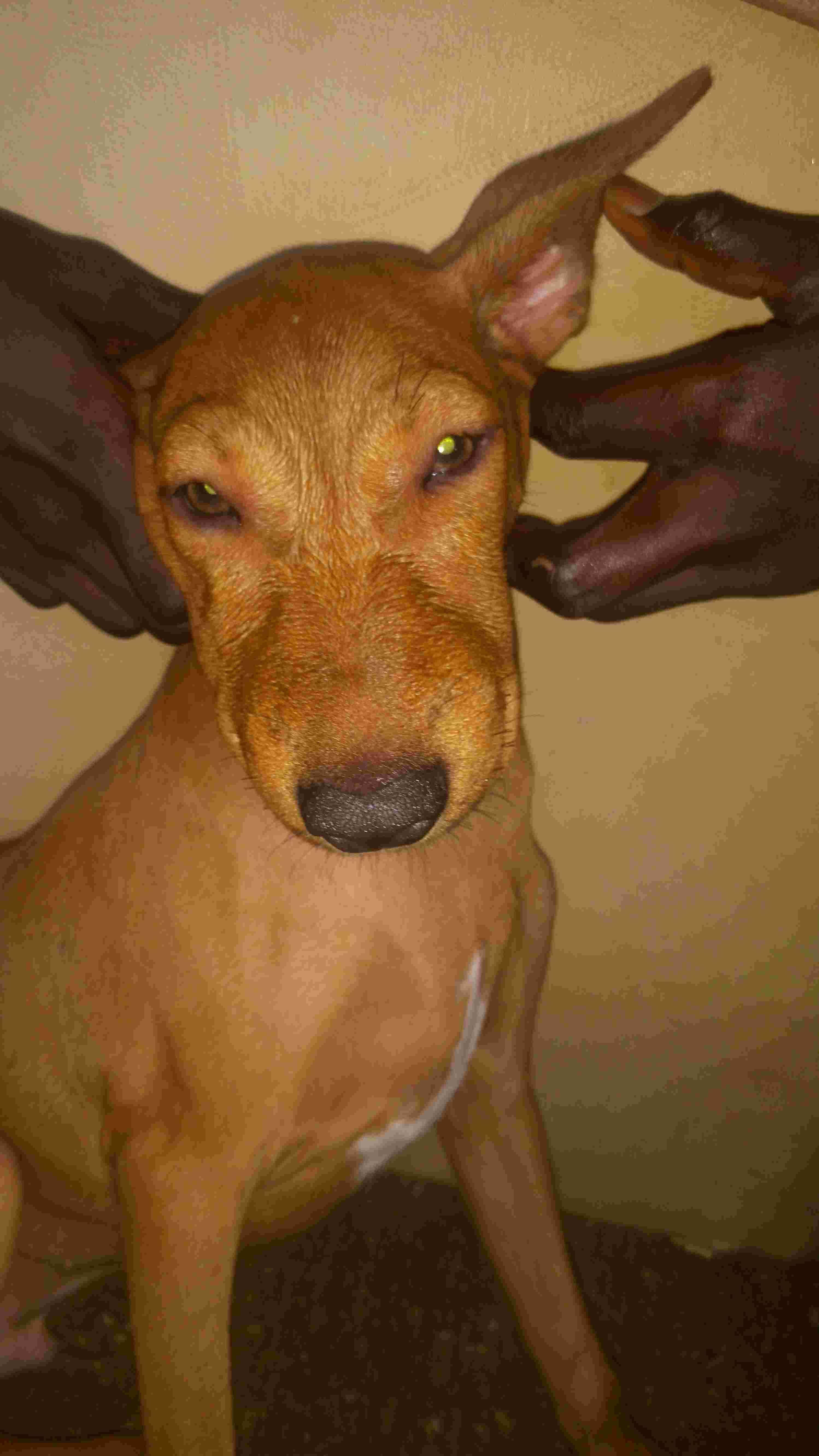 My dog's face is swollen and itching. What can I do at home? | Petco