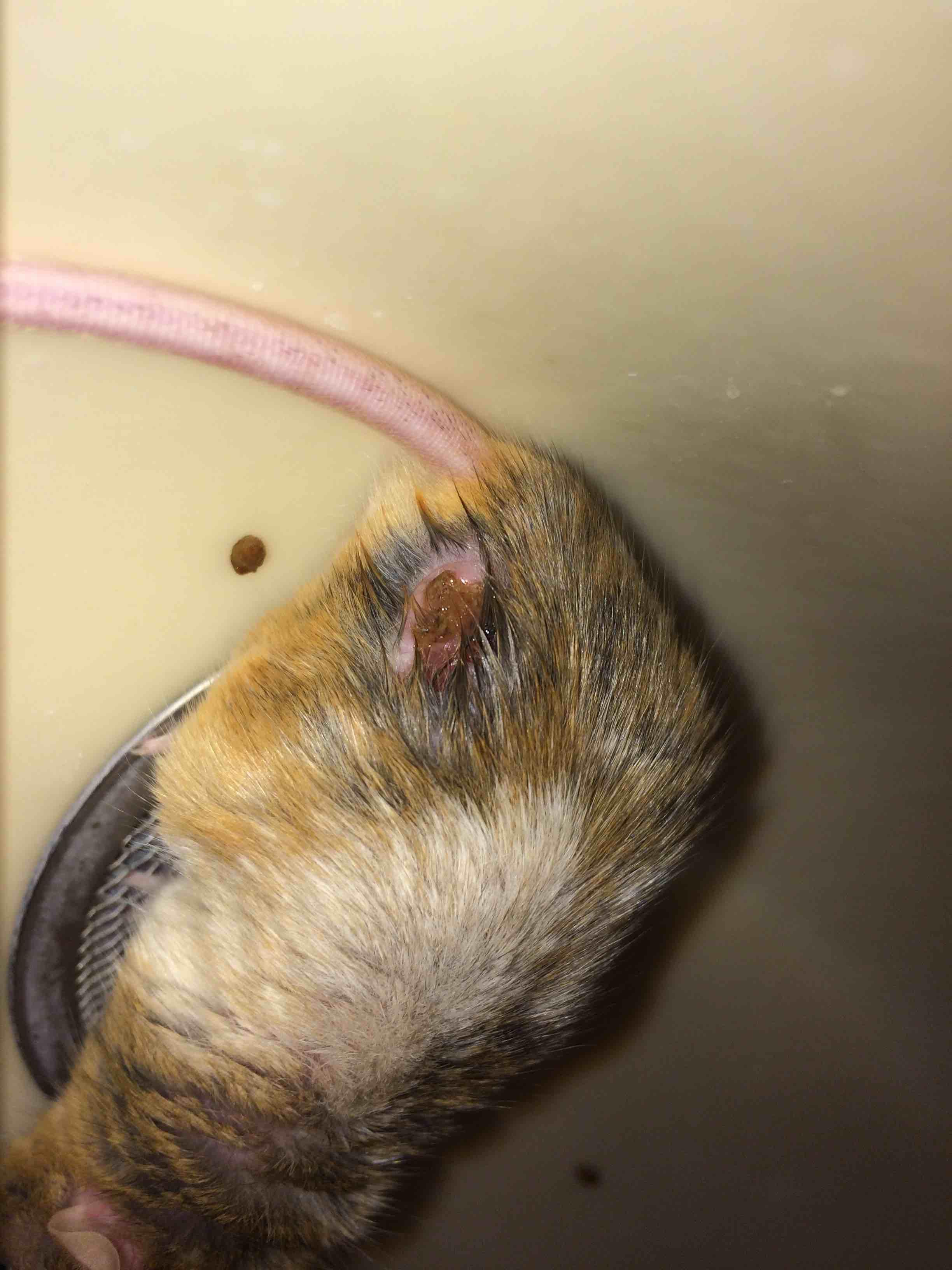 My Mouse Has a Bite. Is it an Abscess? Can I Use Triple Antibiotic? | Petco