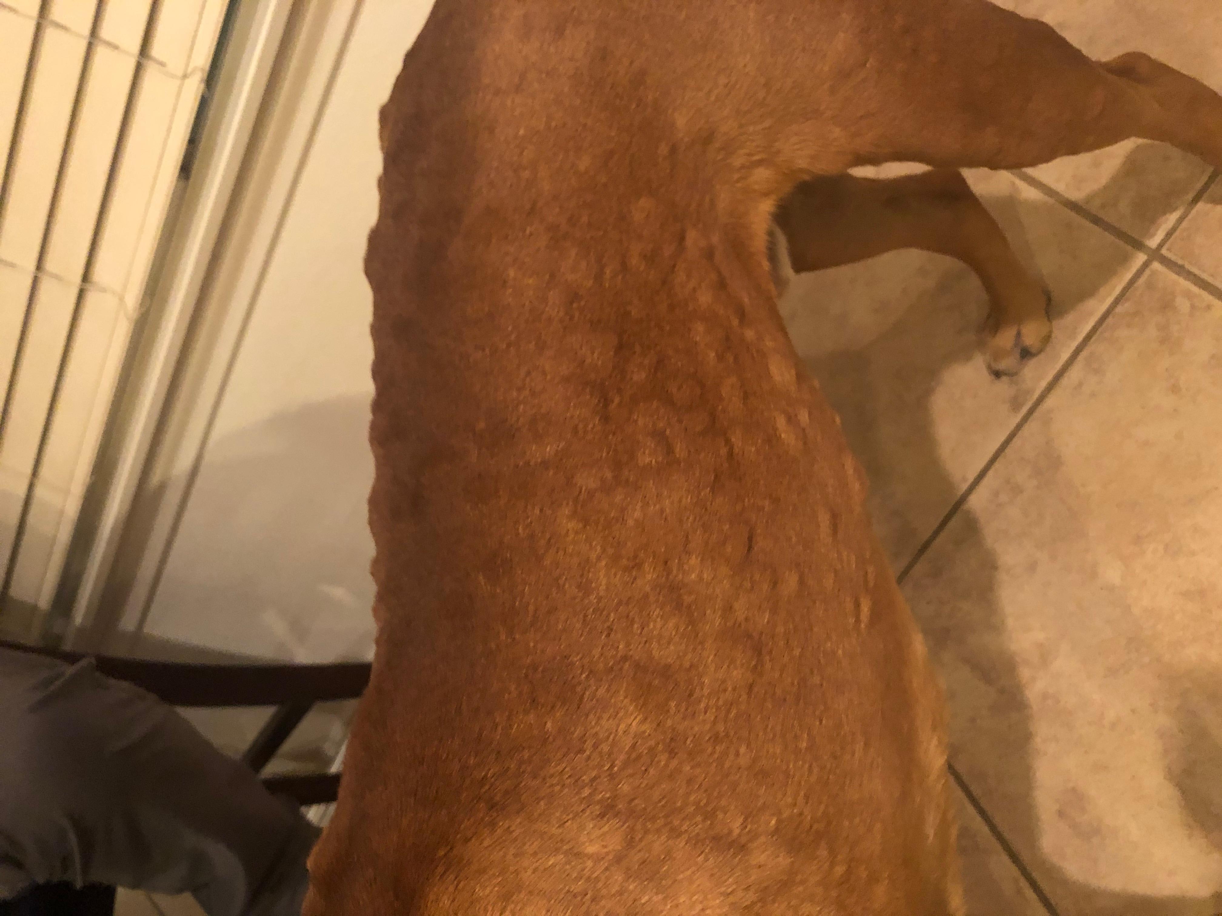 My Dog Has Hives But Seems Fine. Does He Need Urgent Vet Care? | Petco
