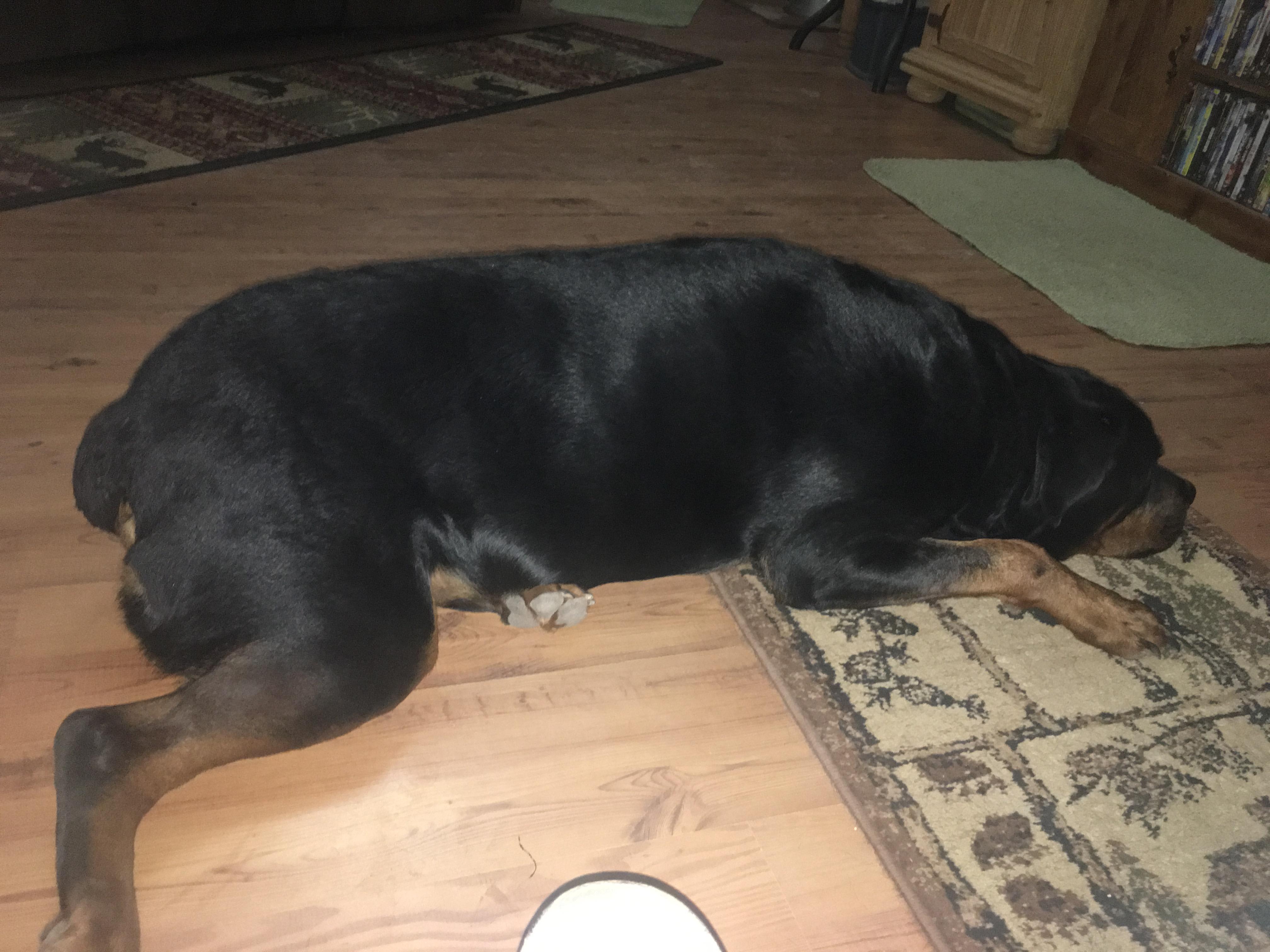 What's the Best Diet for Your Overweight Rottweiler? | Petco