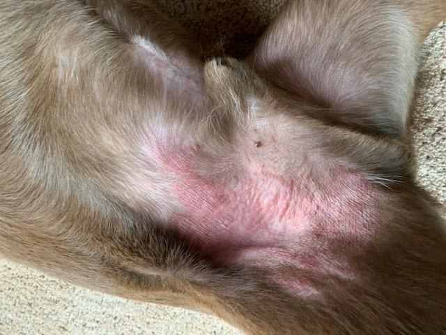 My Dog Has a Recurring Red Belly Rash: What Should I Do? | Petco