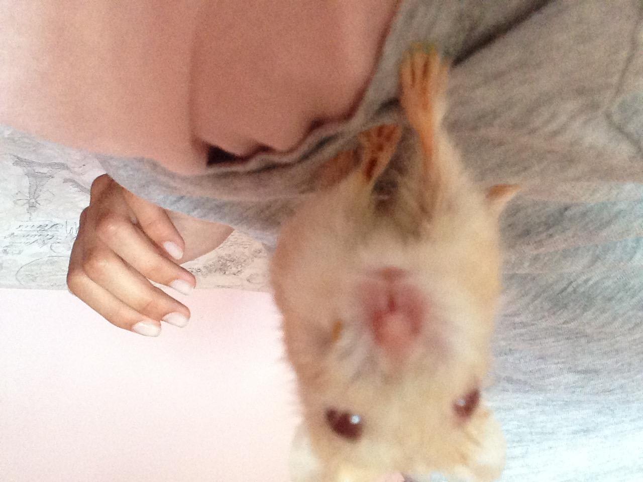 My hamster has swollen eye & mouth growth. What to do? | Petco