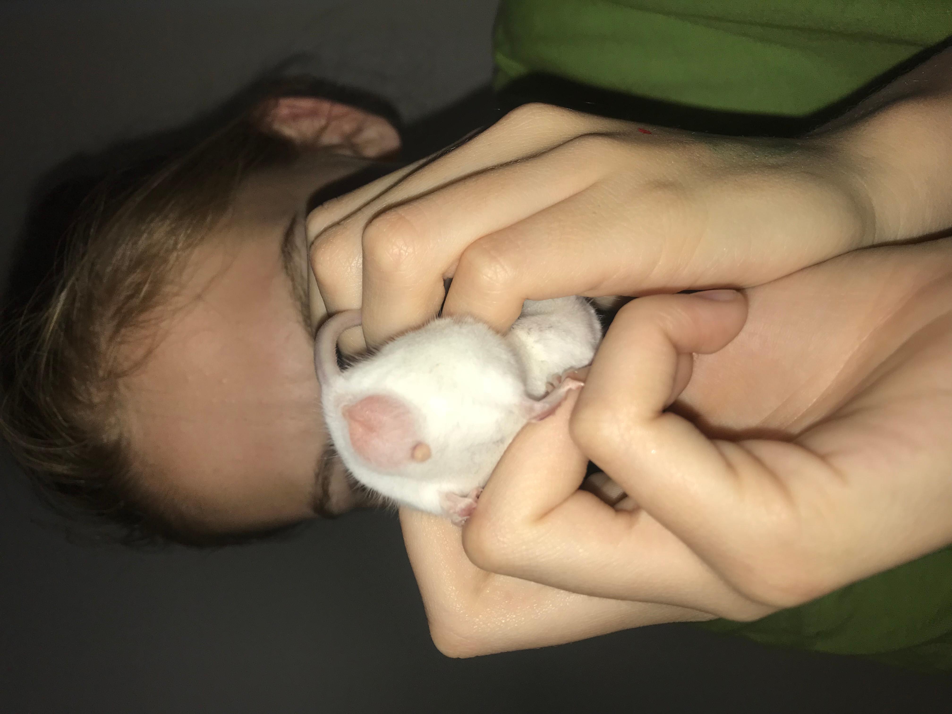 Why is my female mouse's vaginal area swollen? Is she sick? | Petco