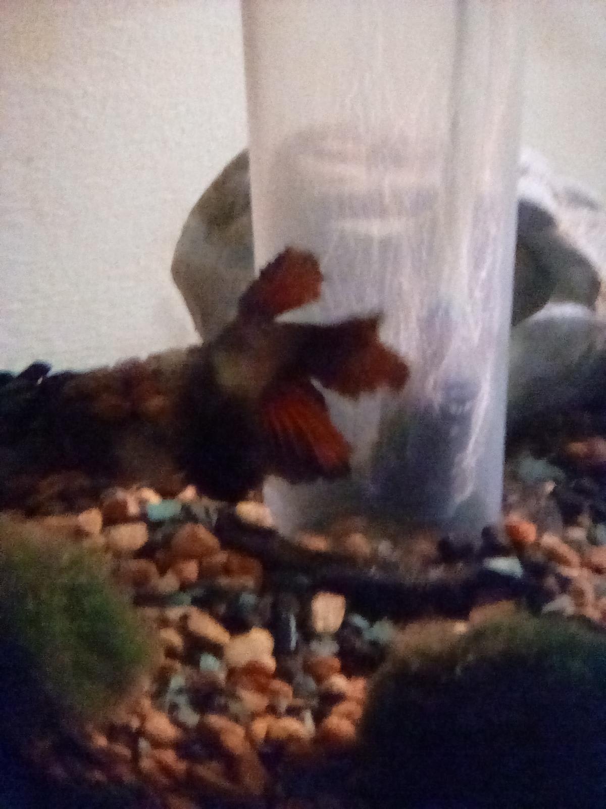 Betta fish losing tail, turning gray post fin rot treatment? | Petco