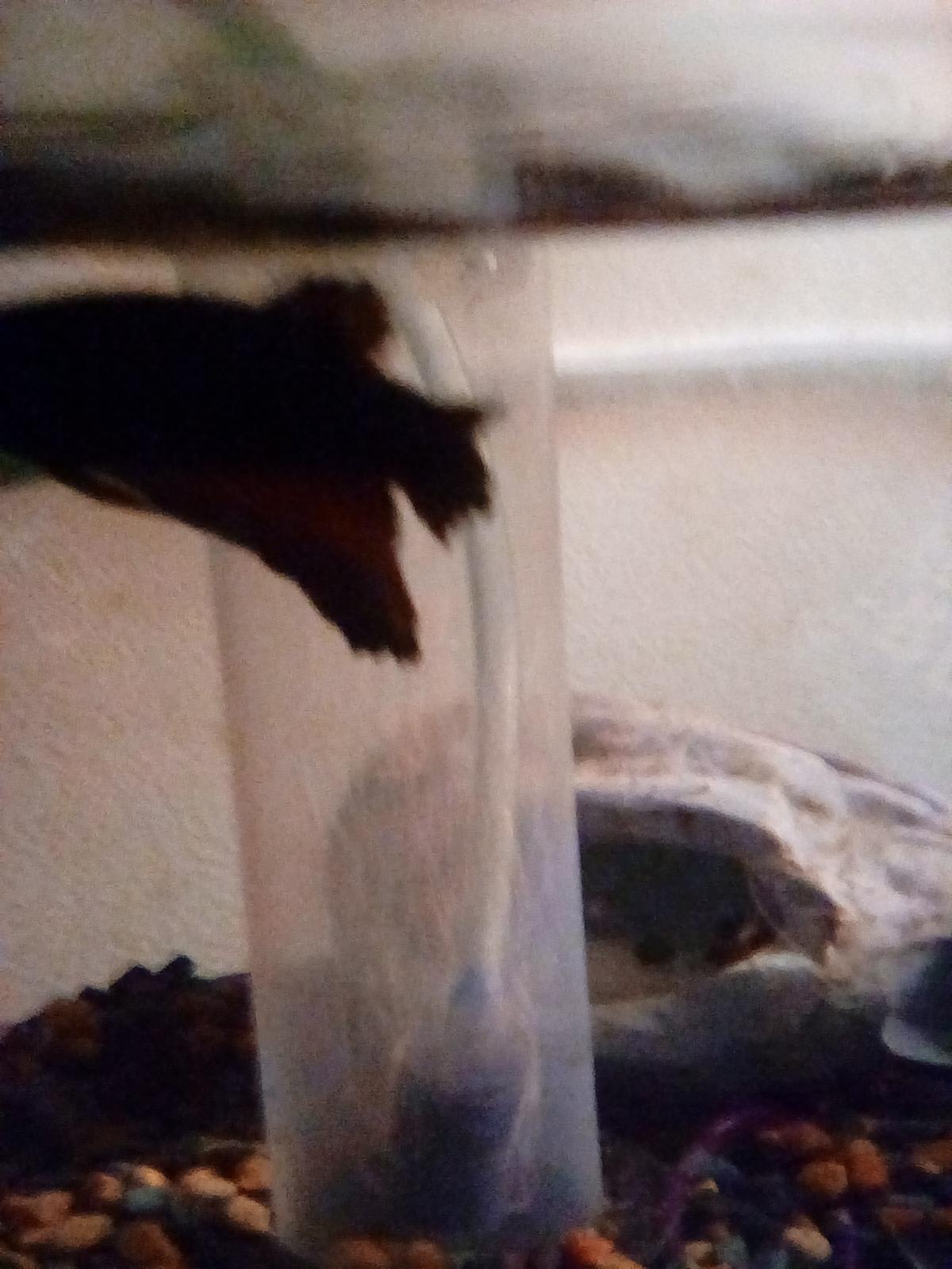 Betta fish losing tail, turning gray post fin rot treatment? | Petco