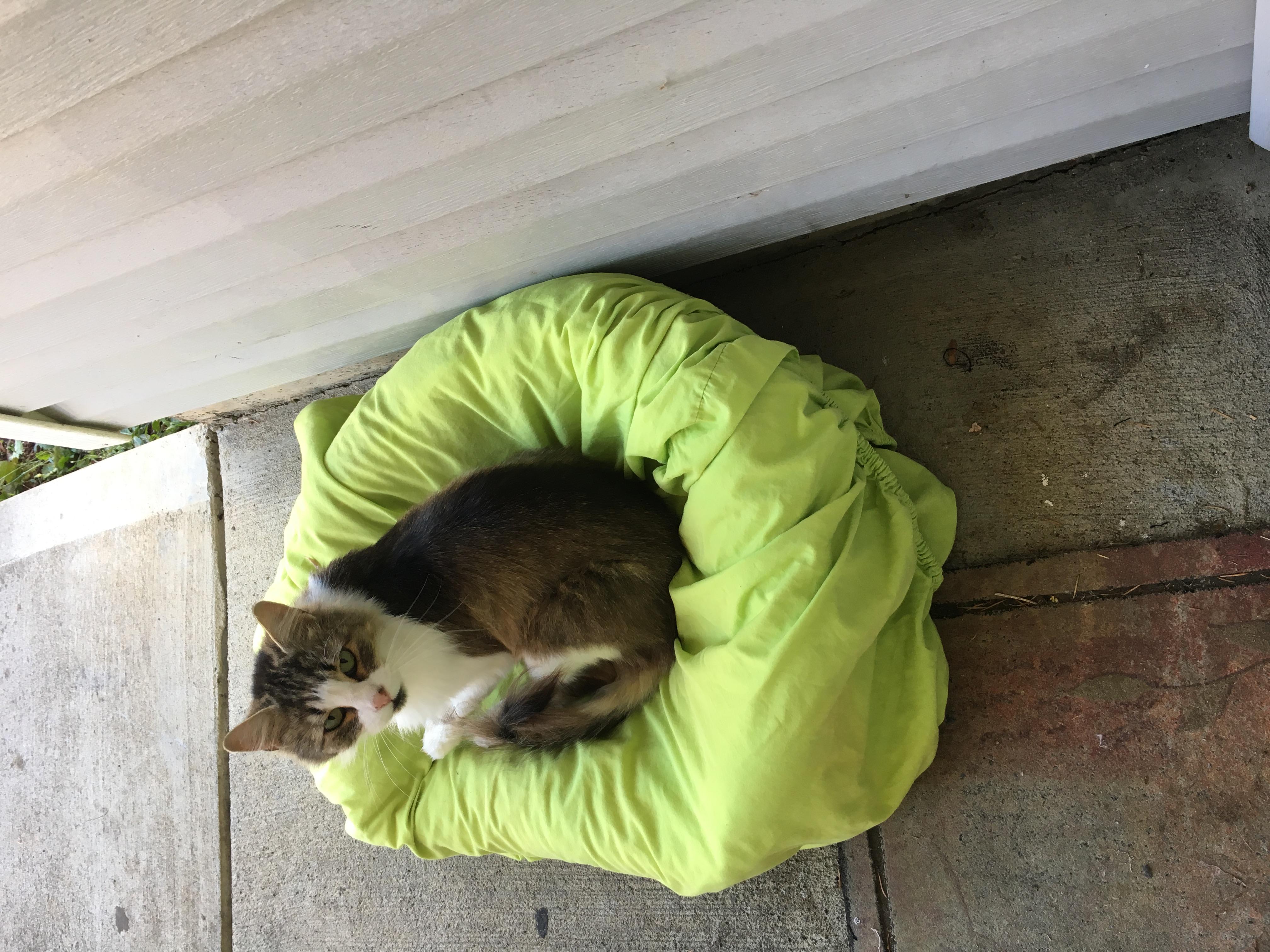 Found a Skinny Stray Cat? Essential Health Services It Needs | Petco