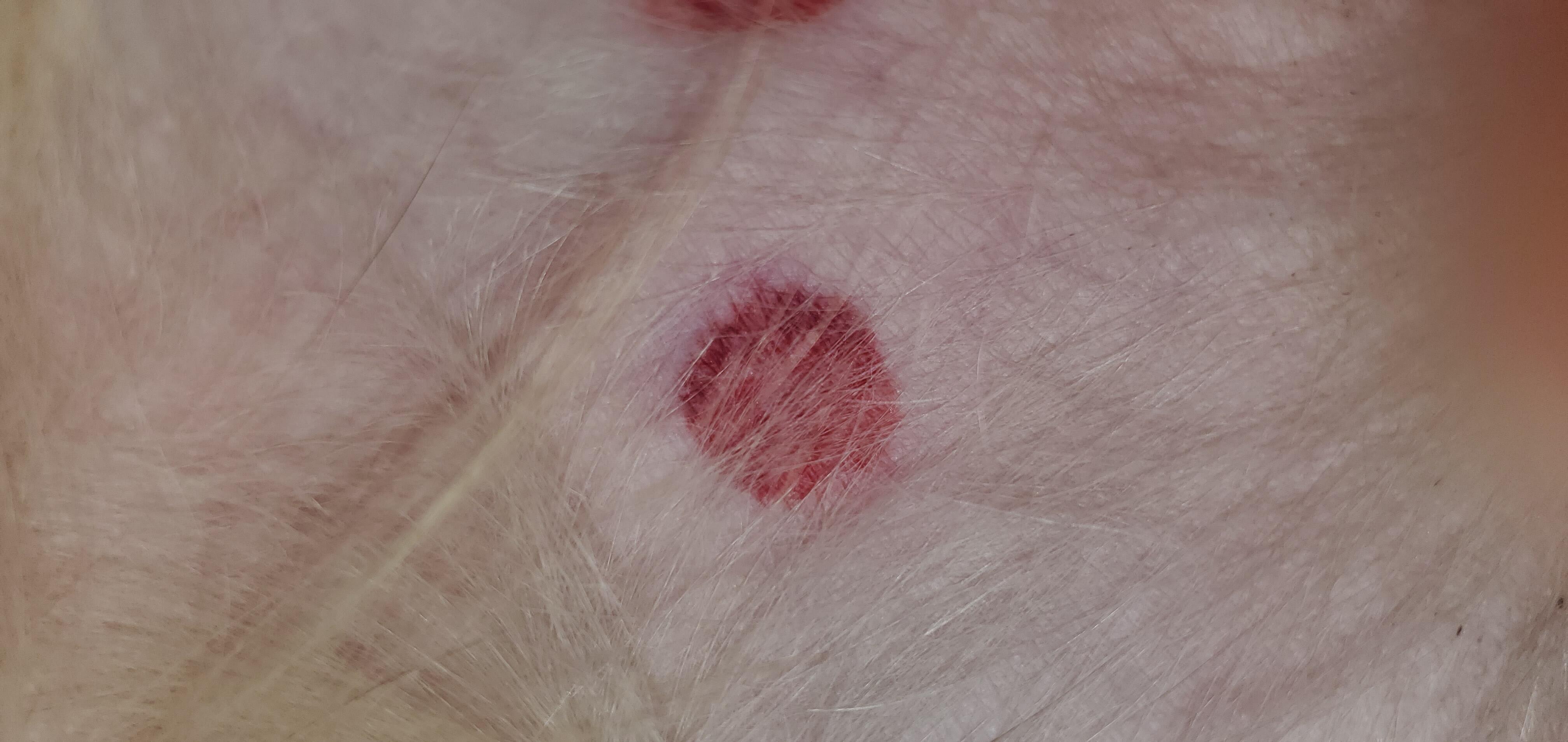 My dog has sudden red spots on belly & armpit. What's wrong? | Petco