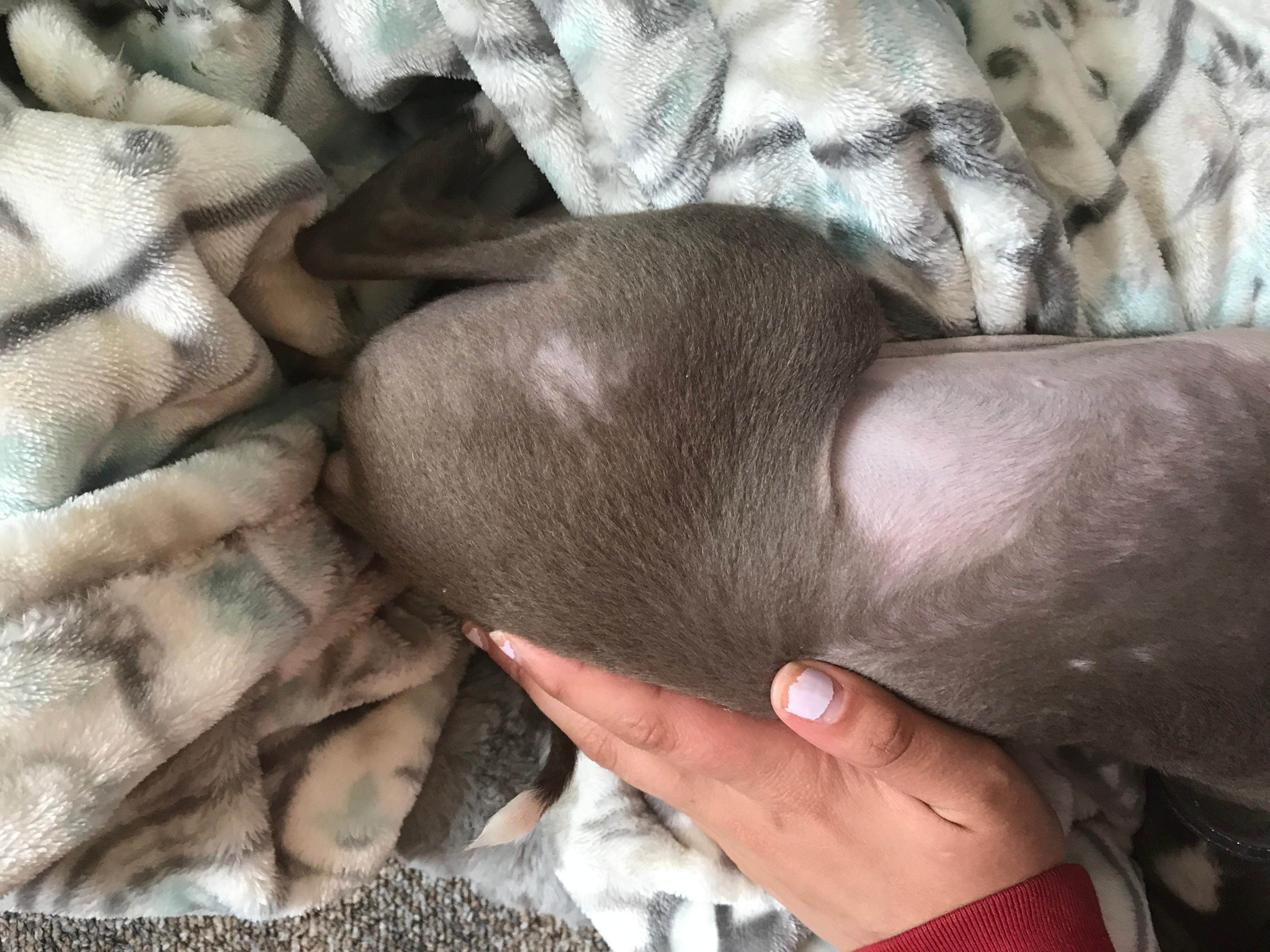 Italian Greyhound Puppy Losing Hair: Causes & What To Do | Petco