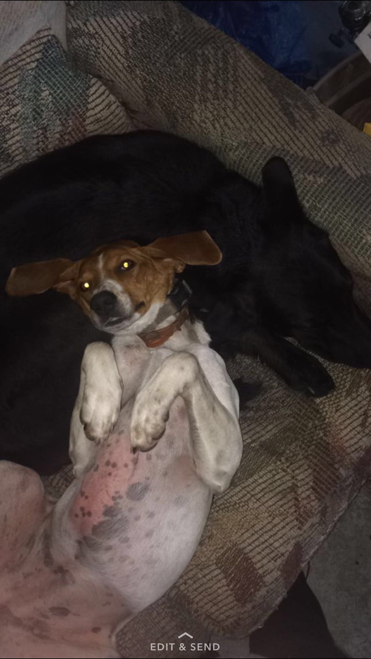 My dog died suddenly and I can tell you everything that happened to her there just isn't enough ...