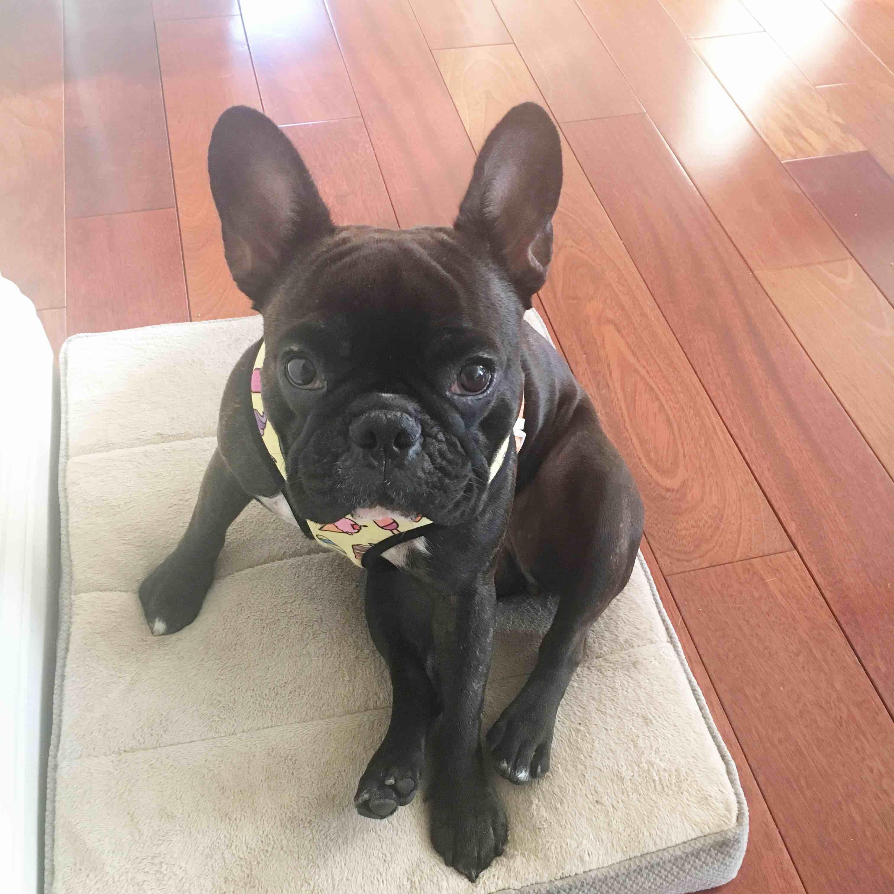 My Frenchie has a red eyelid bump not going away. What to do? | Petco