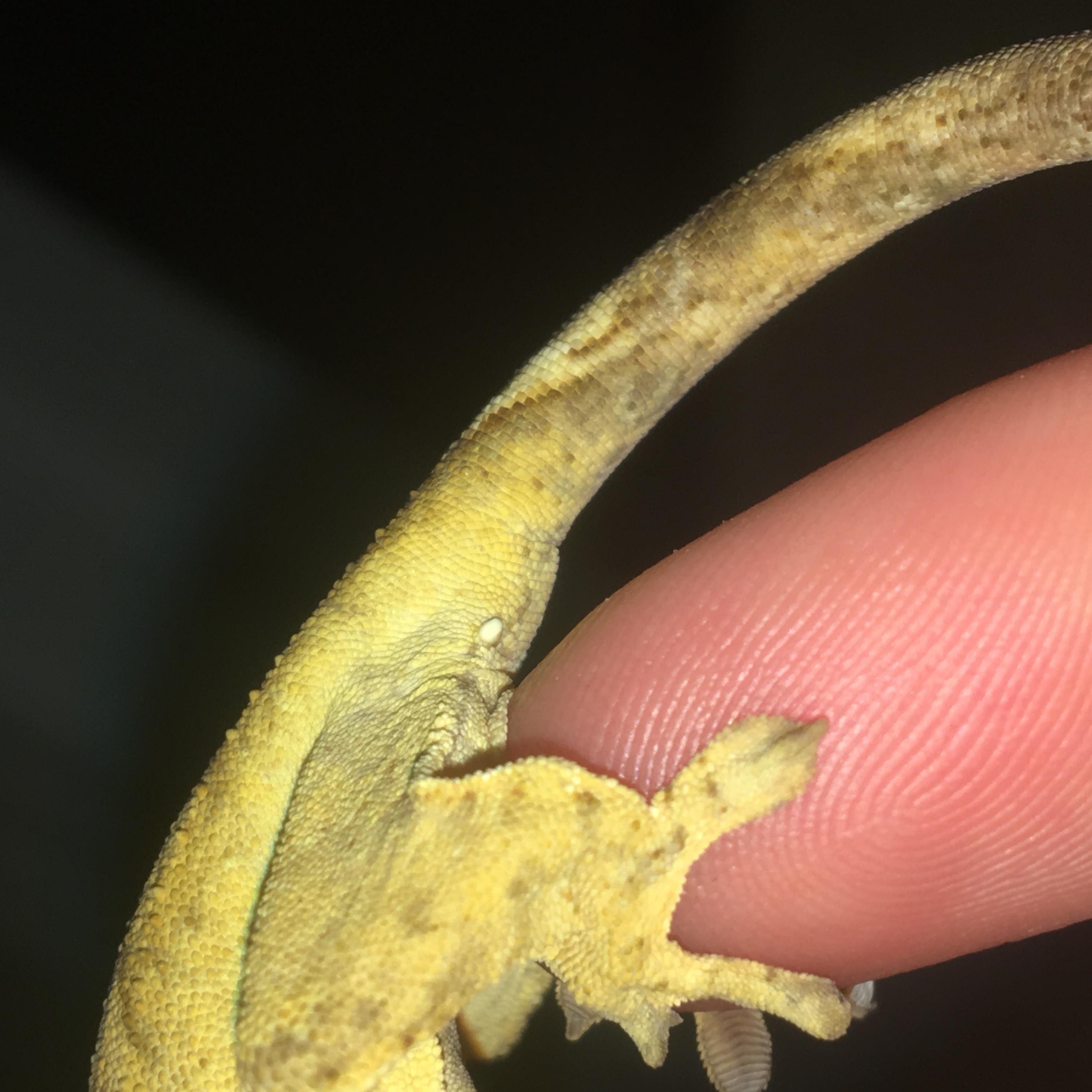 How can I tell if my gecko is male or female at 10 months? | Petco