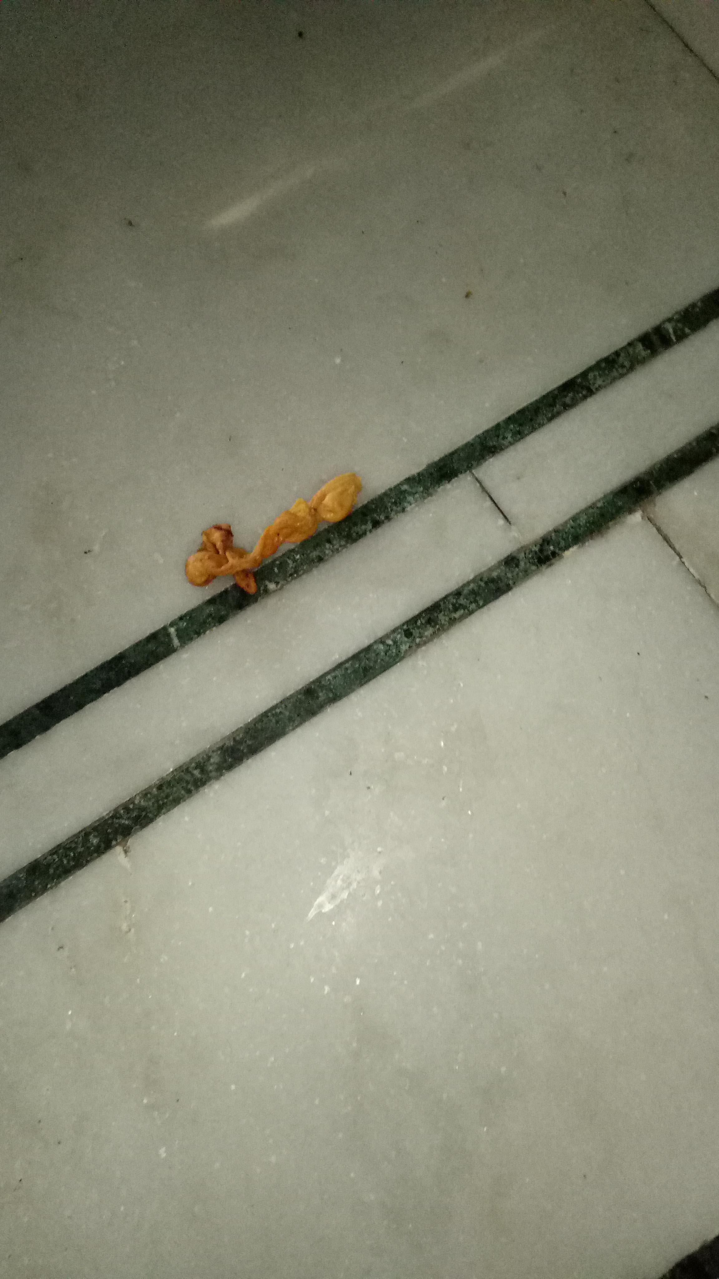 Why is my American Bully puppy pooping yellow, rubbery pieces? | Petco