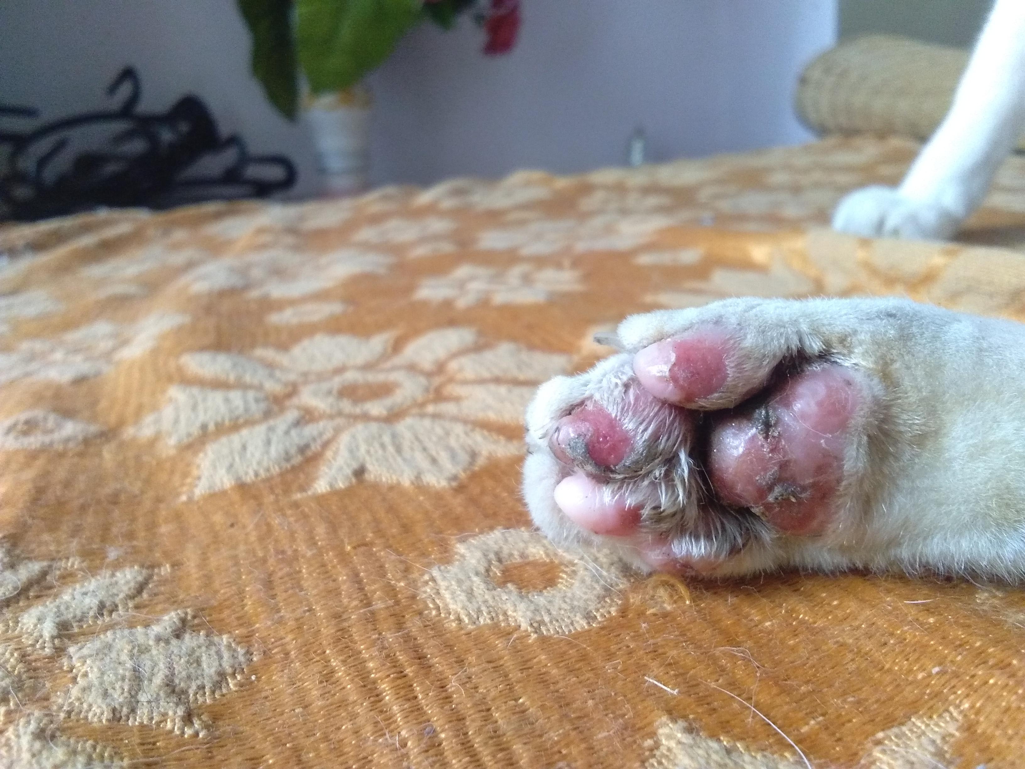 Cat Burned Paw on Stove, Red: What to Do & When to See a Vet | Petco