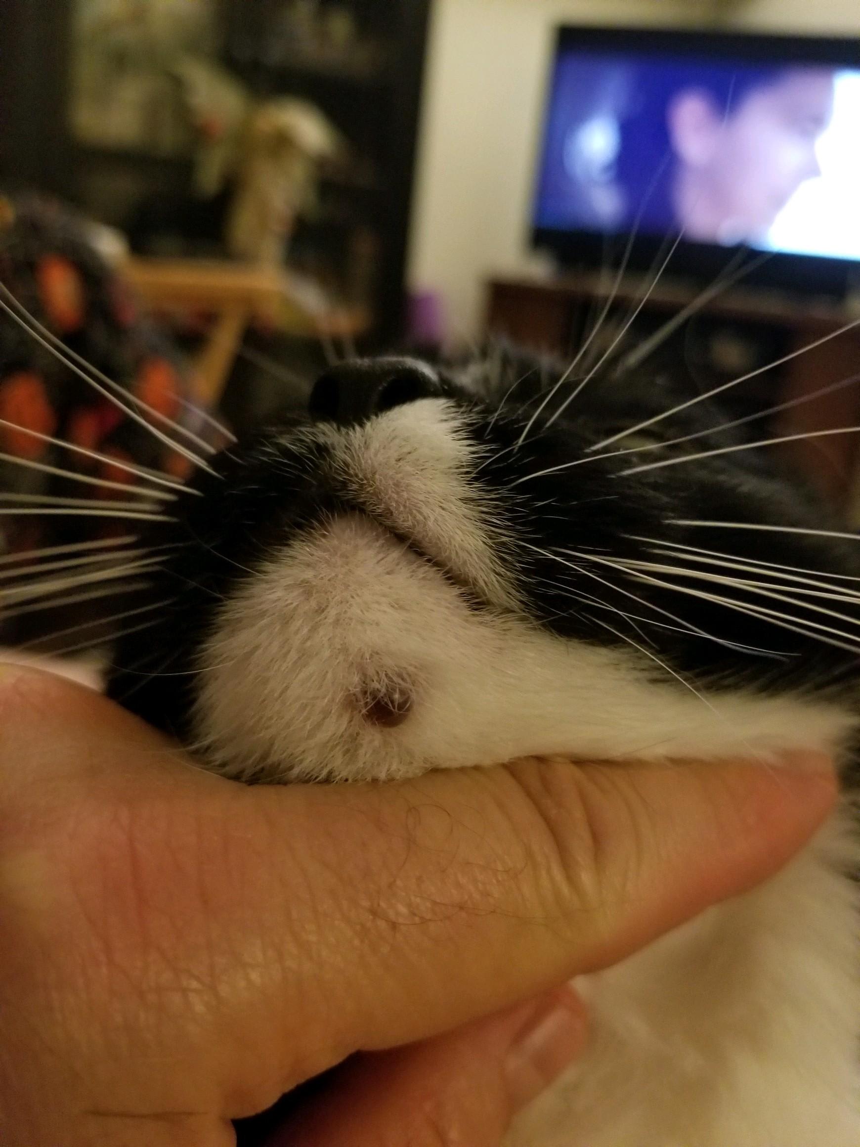 My cat has a growth under his chin. Is it a wart or serious? | Petco