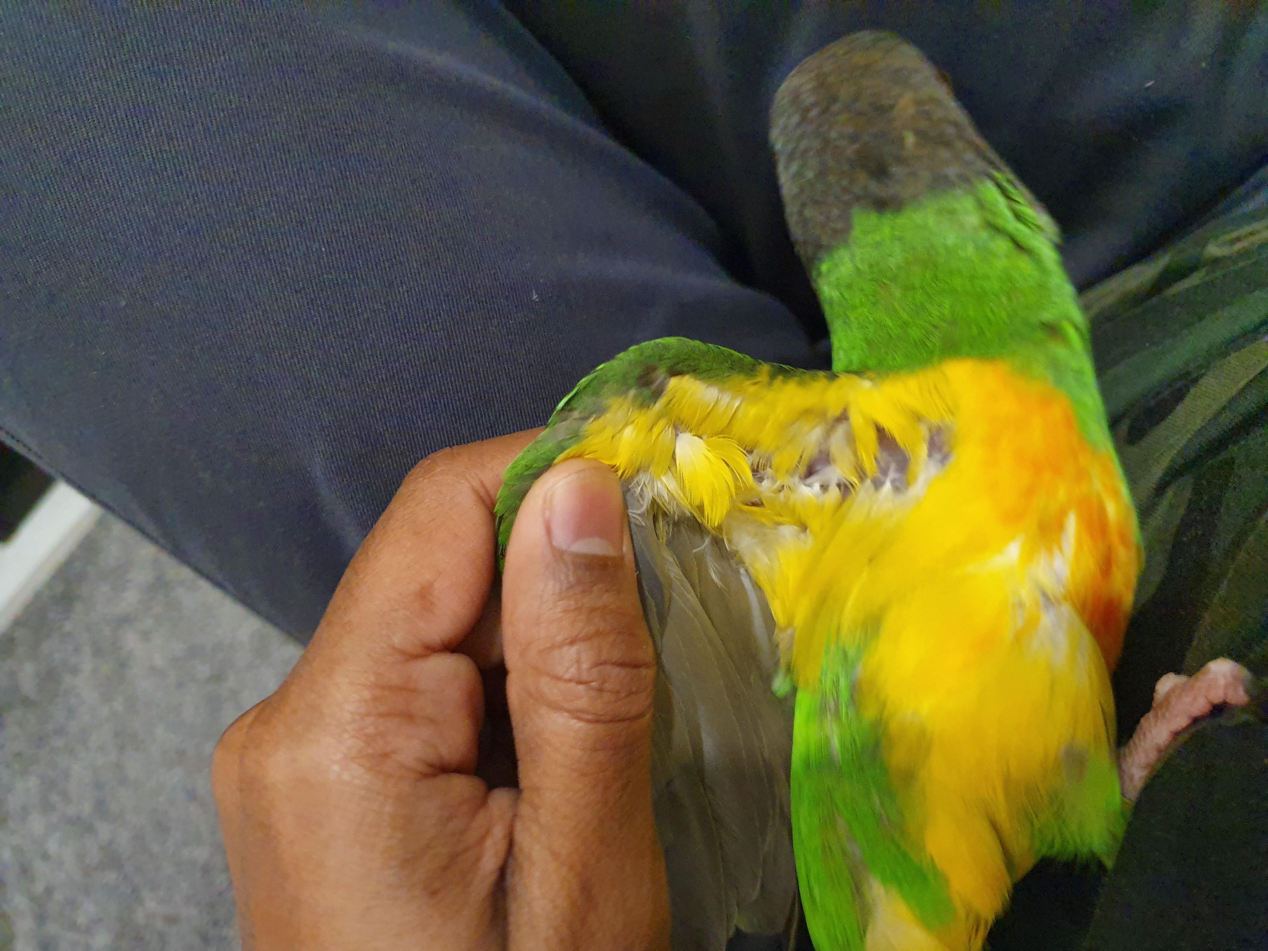 Why is my parrot's skin bare under its wings, but feathers are good ...