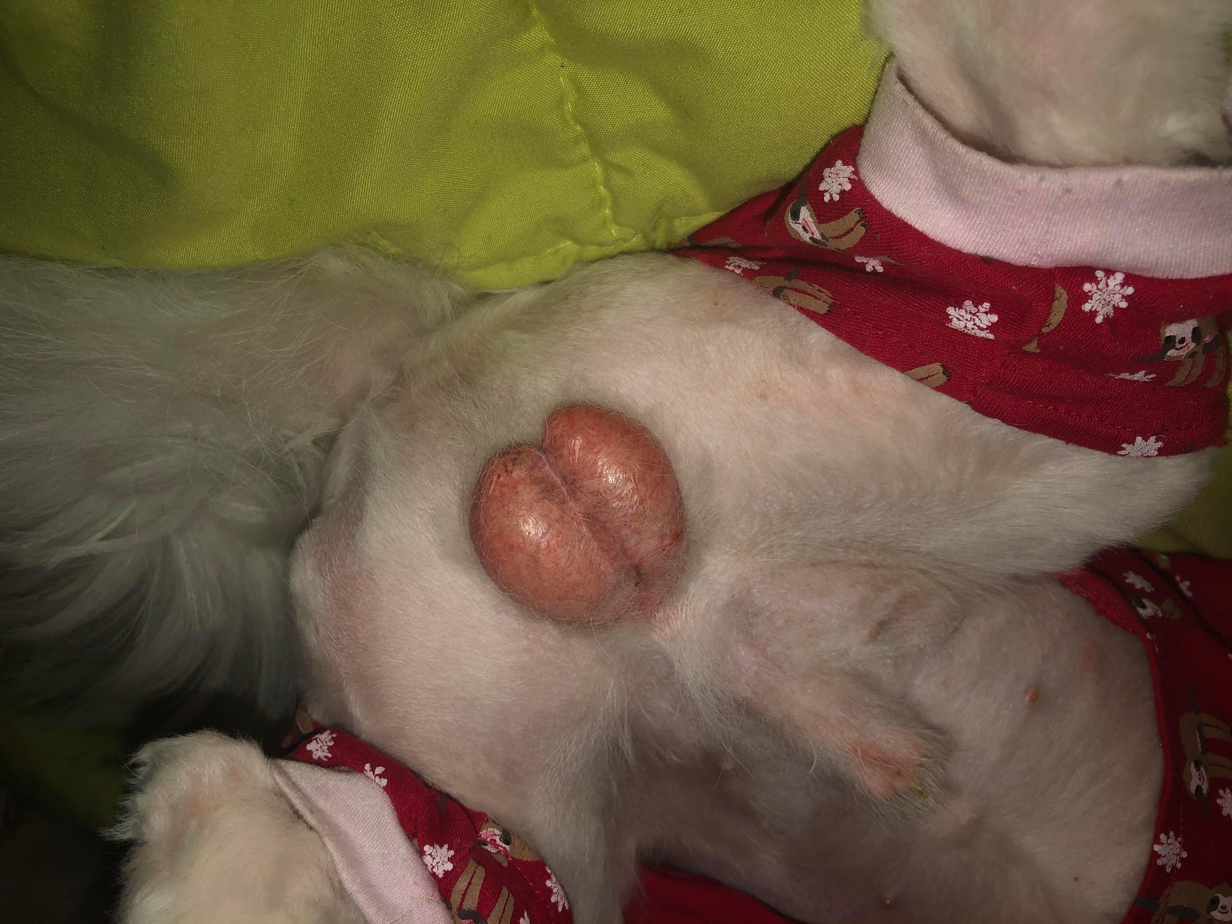 My Dog's Testicles Are Red & Irritated: Is It an Infection? | Petco