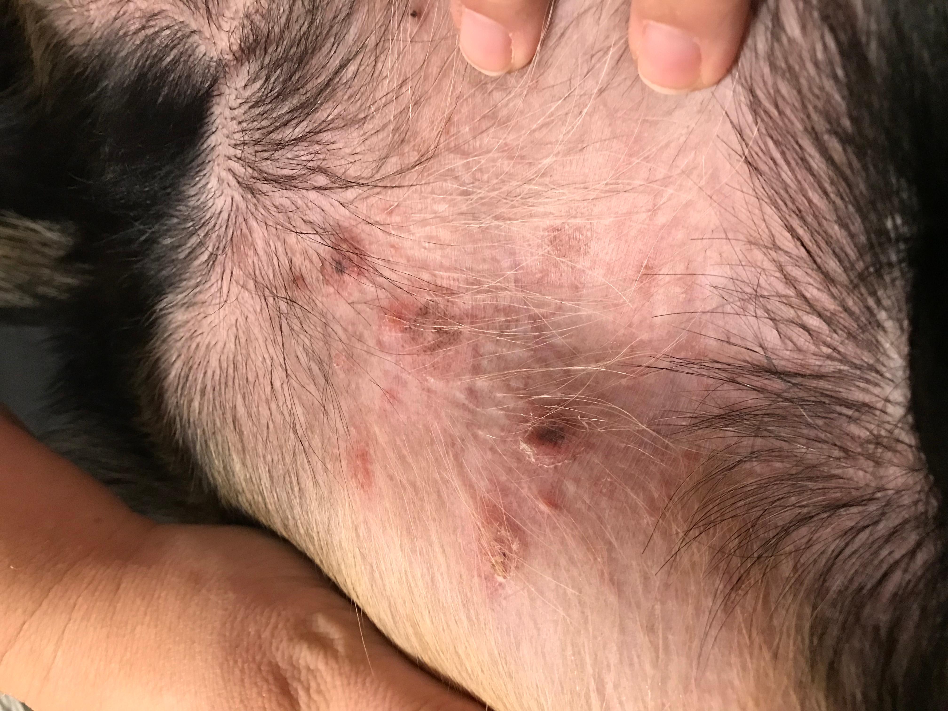 My dog has black spots, scabs, peeling skin on belly, no itch? | Petco