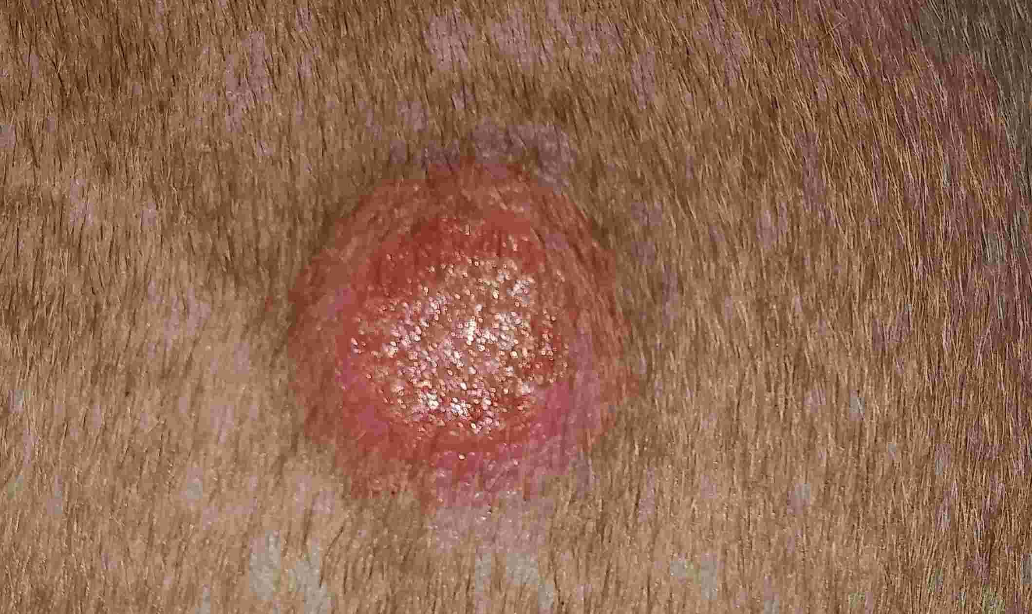 Sore Bump on Dog's Leg? What to Do & Should You Worry? | Petco